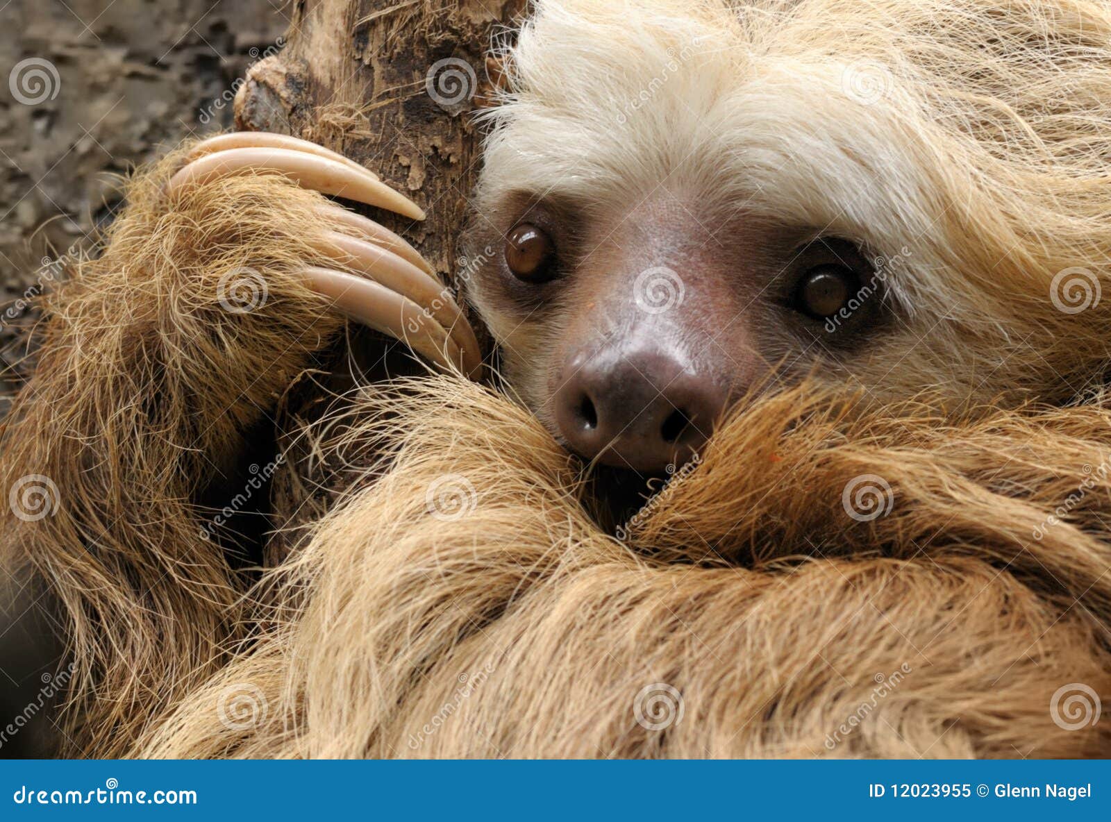 Two-toed sloth stock image. Image of jungle, wildlife - 12023955