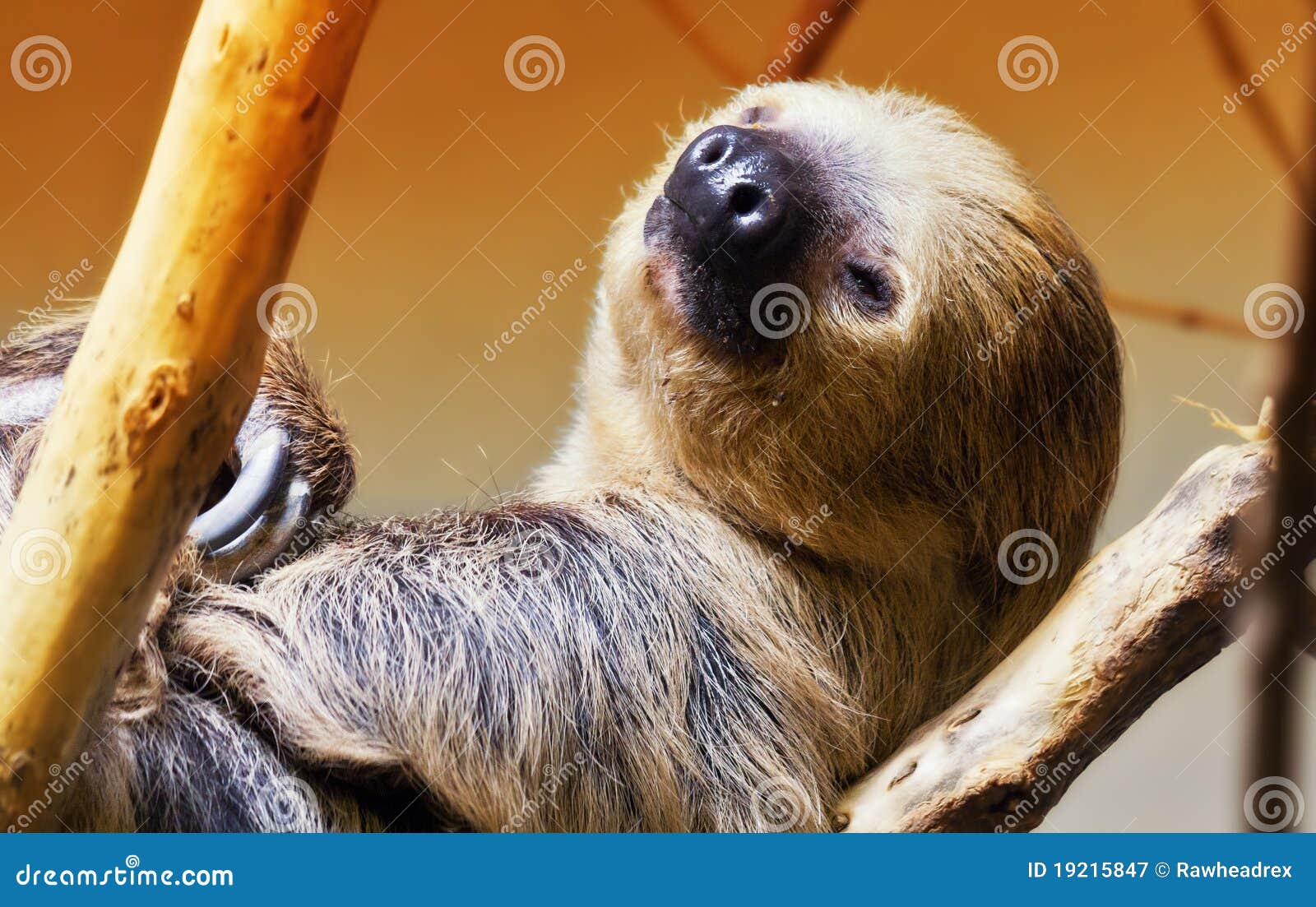Two toed sloth stock image. Image of lazy, three, fauna - 19215847