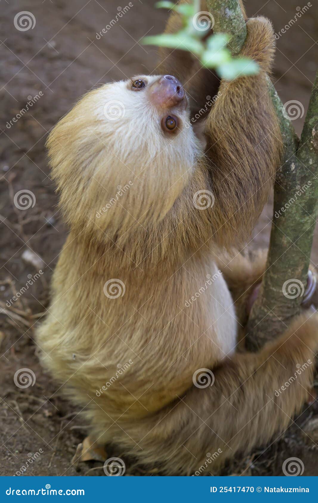 Two-toed sloth stock photo. Image of didactylus, costa - 25417470