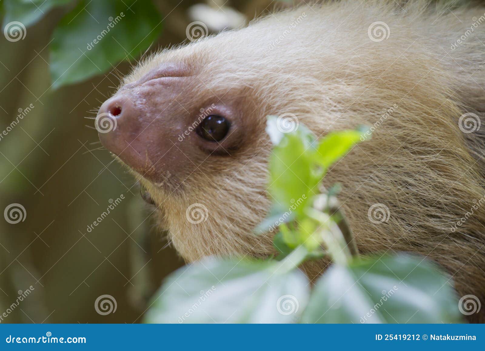 The two-toed sloth stock photo. Image of rainforest, choloepus - 25419212