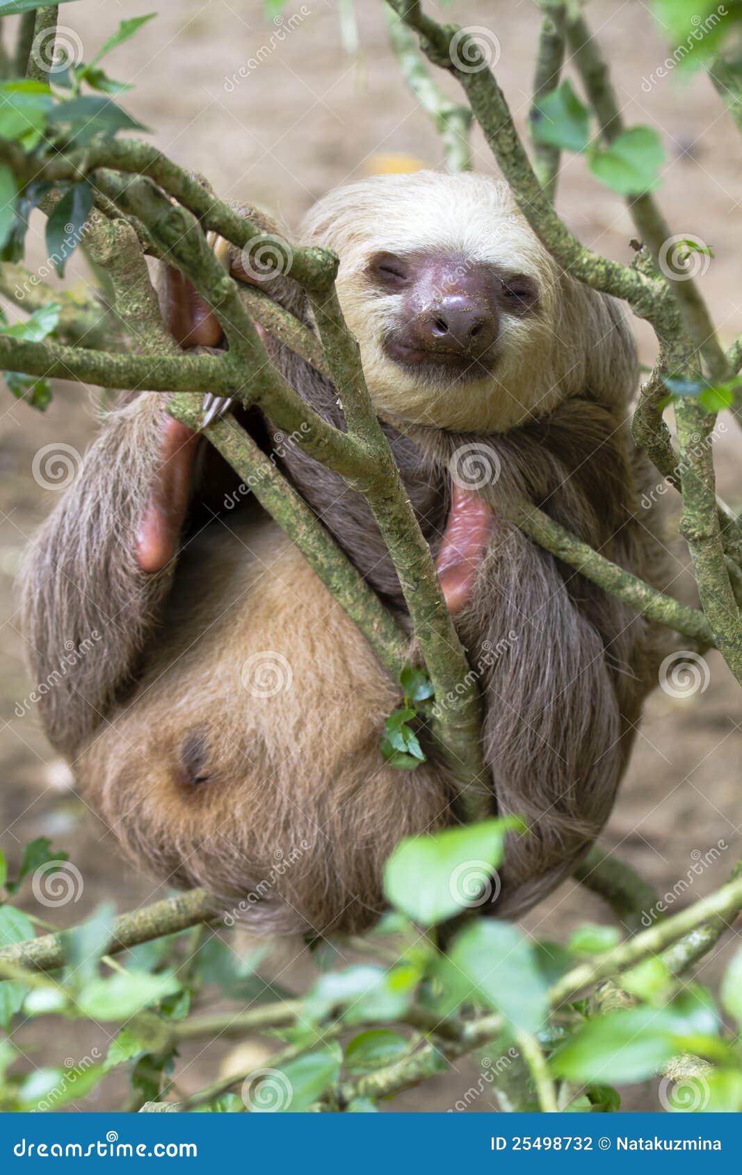 The two-toed sloth stock photo. Image of choloepus, mammal - 25498732
