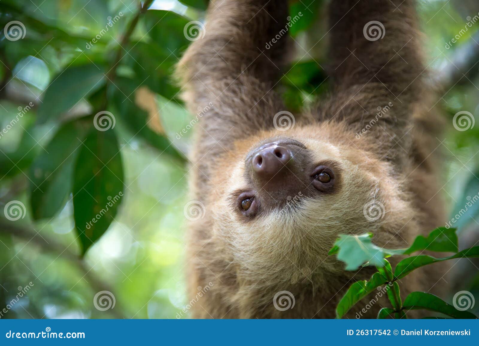 Two-toed sloth stock photo. Image of america, forest - 26317542