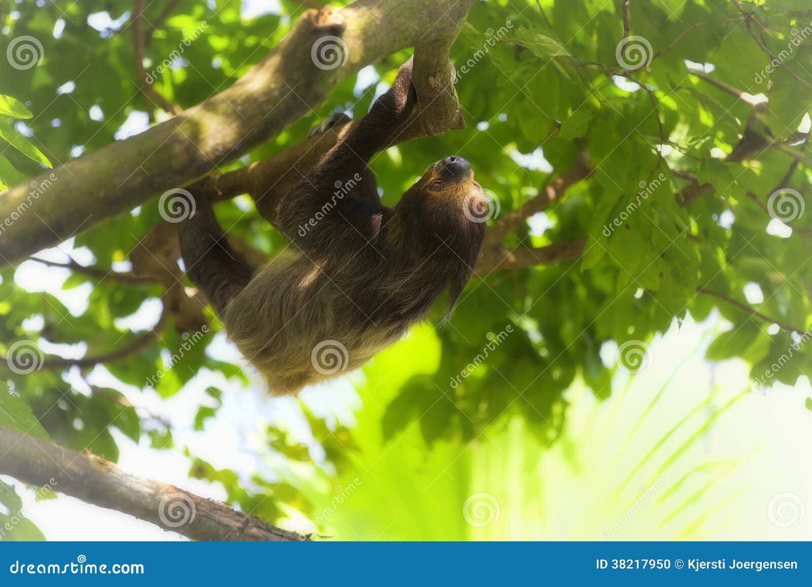 Two-toed Sloth stock photo. Image of motion, manuel, endangered - 38217950