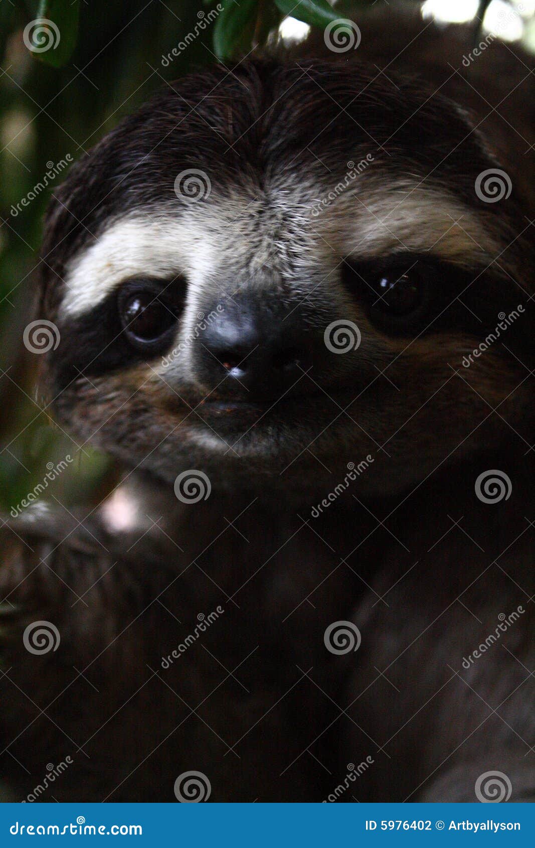 Two Toed Sloth stock photo. Image of mammal, sloth, banded - 5976402