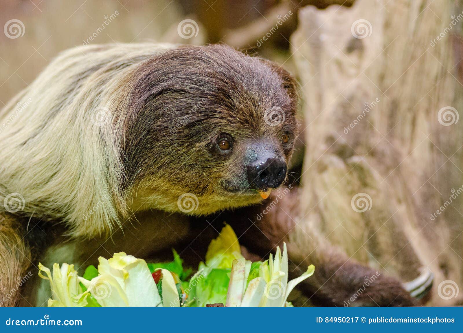 Two-toed Sloth Picture. Image: 84950217