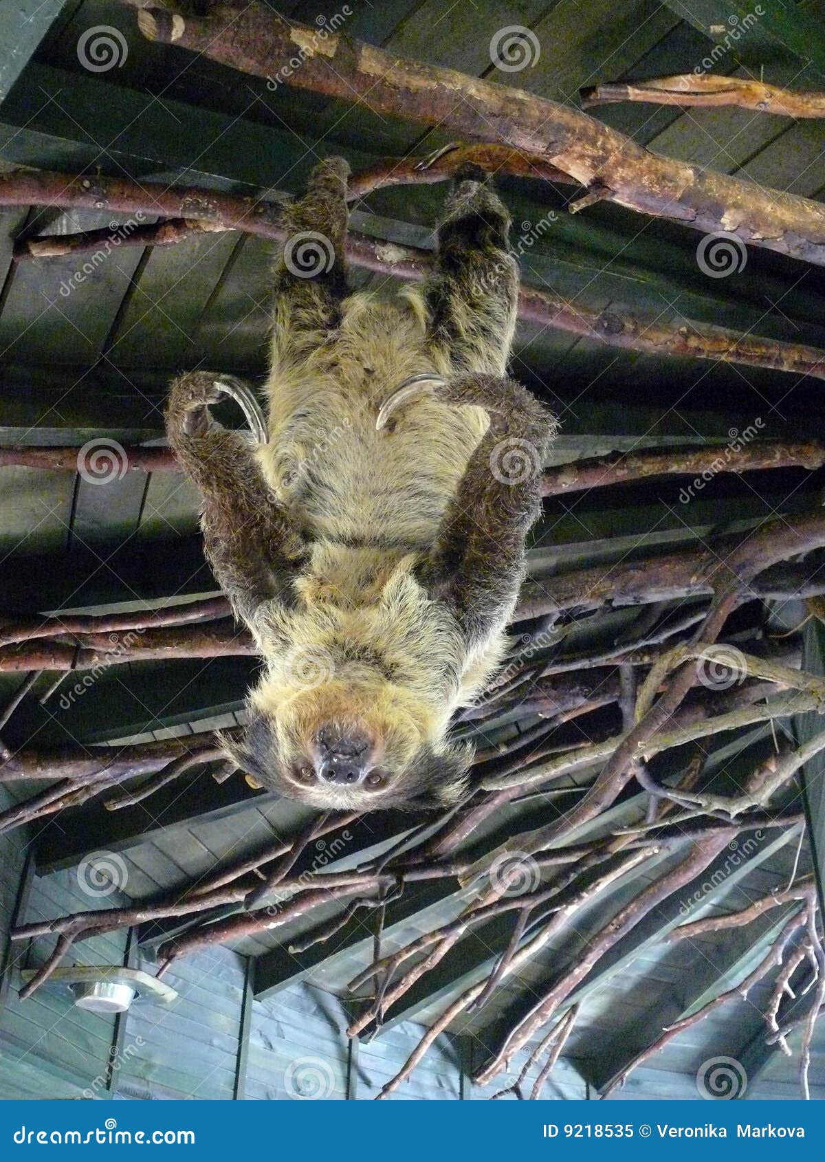 Two-toed sloth stock image. Image of choleopus, slow, jihlava - 9218535