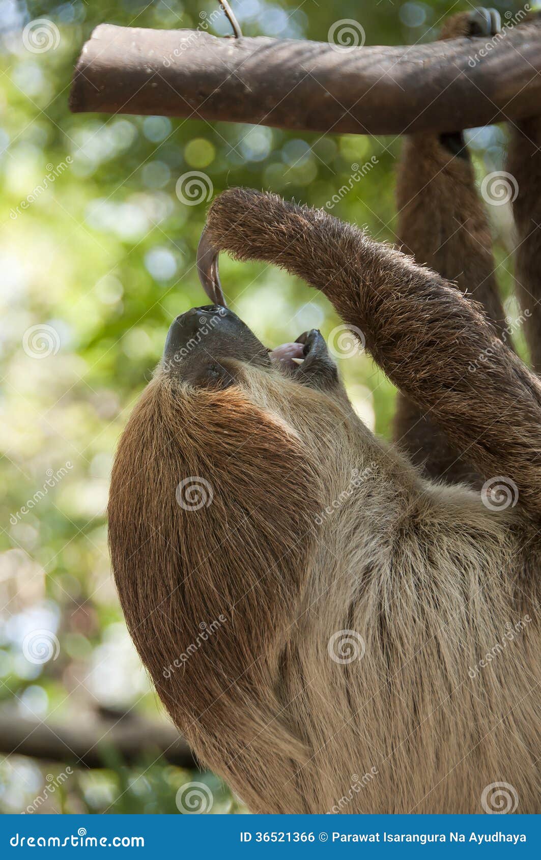 Two-toed sloth. stock photo. Image of rainforest, forest - 36521366