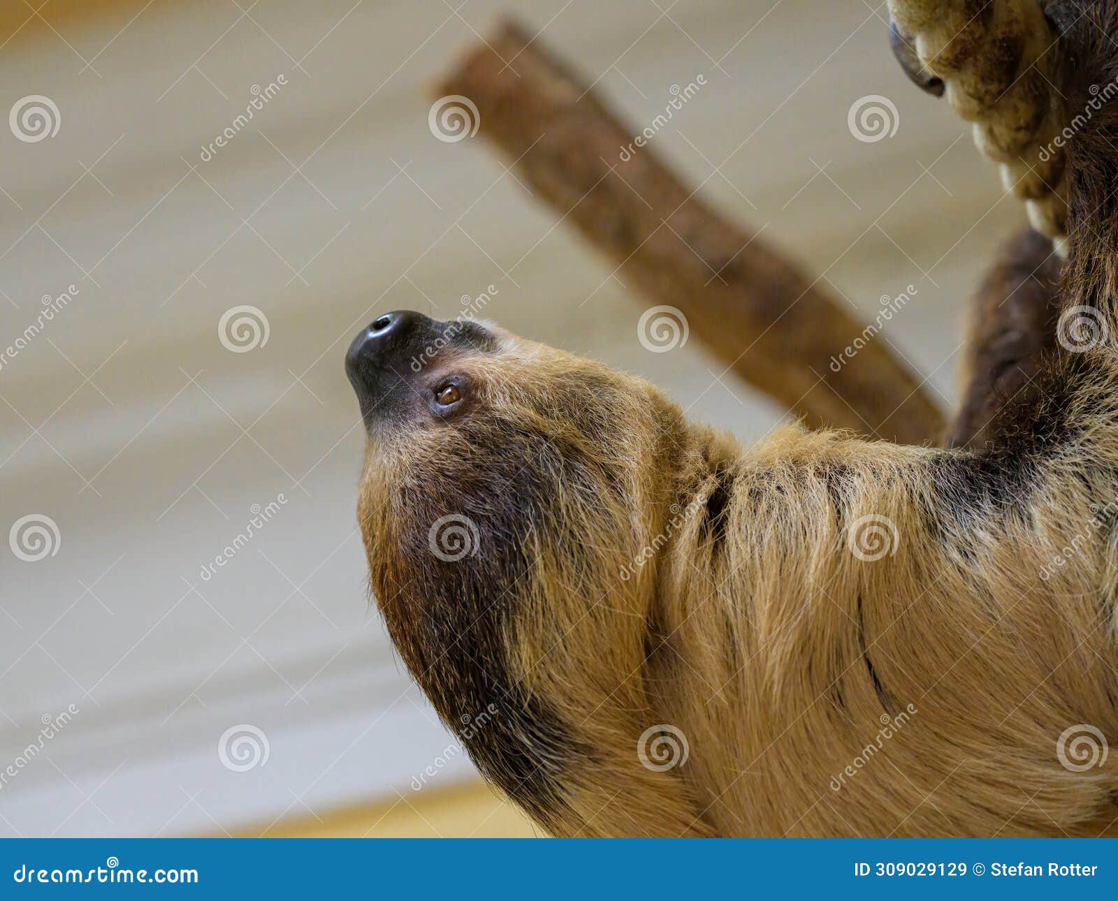 A Two Toed Sloth Climbing on a Rope Stock Image - Image of nature ...