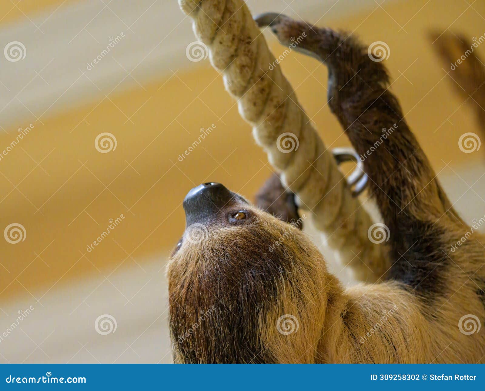 A Two Toed Sloth Climbing on a Rope Stock Photo - Image of tree, slow ...