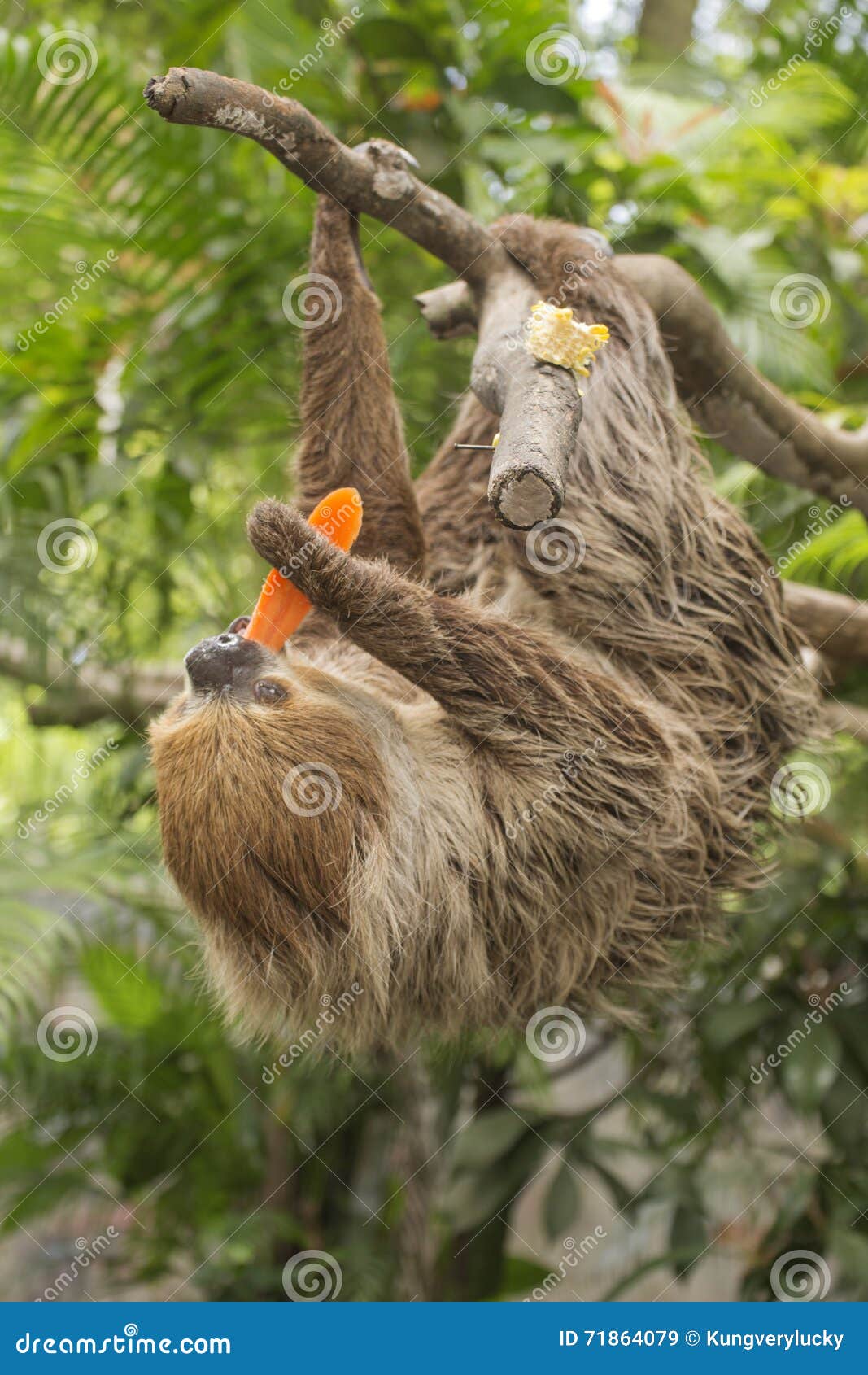 Two-toed Sloth Eating Carrot Stock Image - Image of carrot, choloepus ...