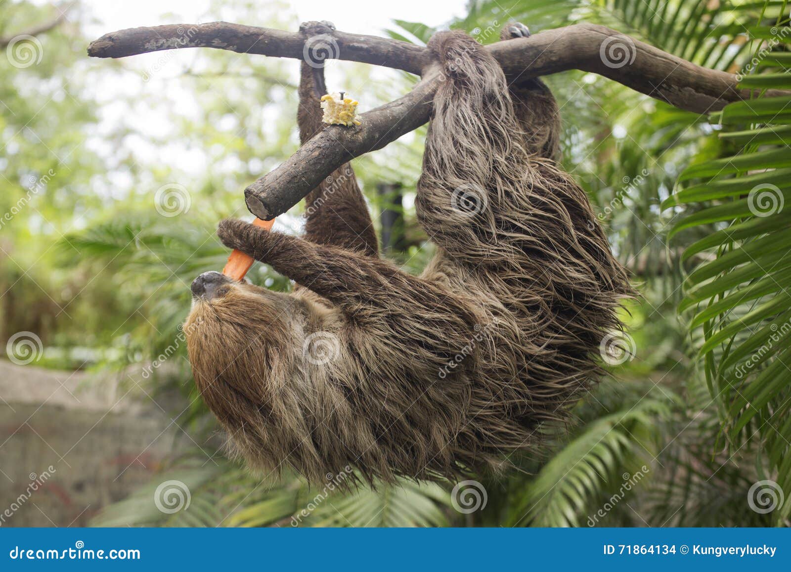 Two-toed Sloth Eating Carrot Stock Photo - Image of slow, cute: 71864134