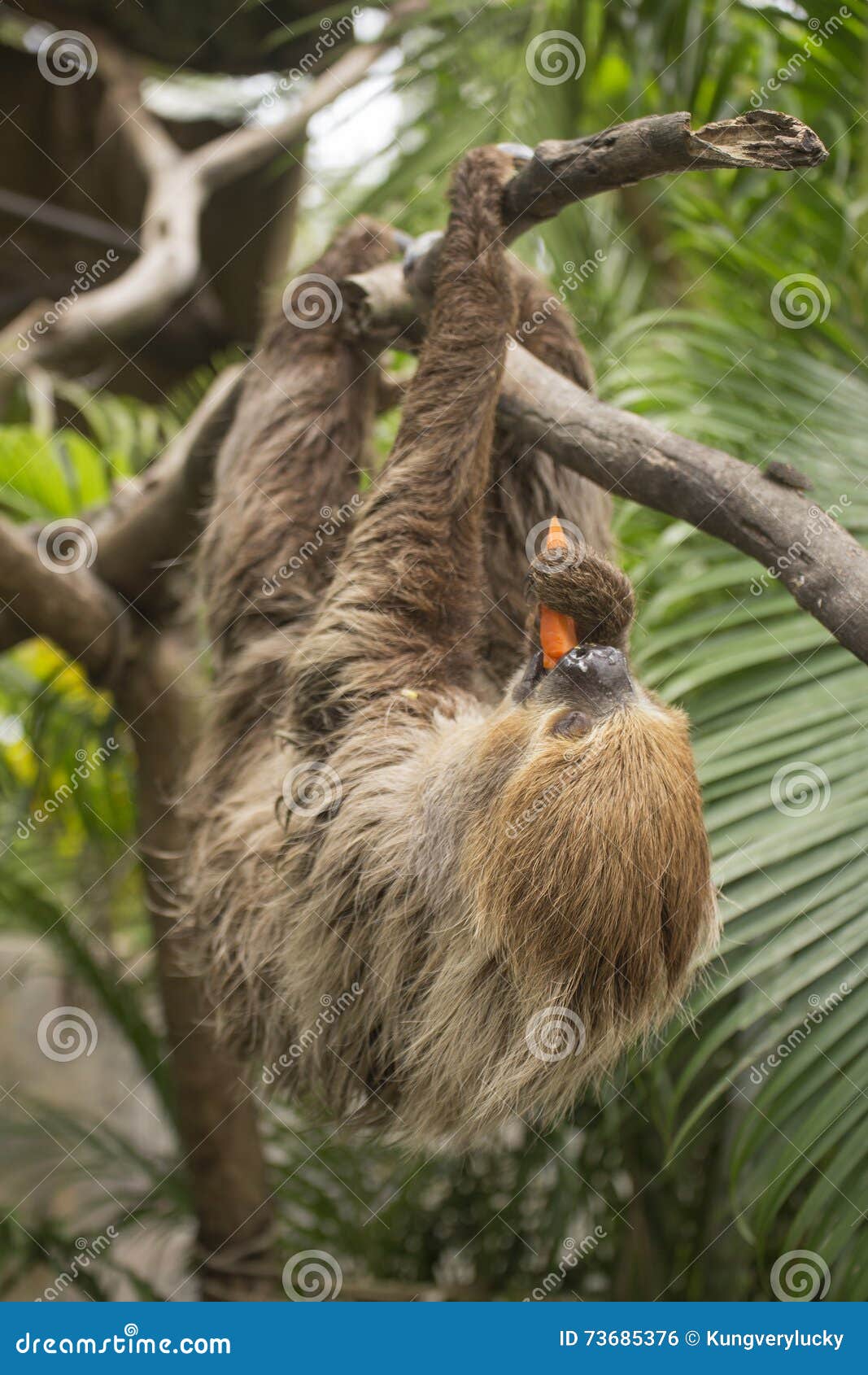 Two-toed Sloth Eating Carrot Stock Photo - Image of manuel, sloth: 73685376