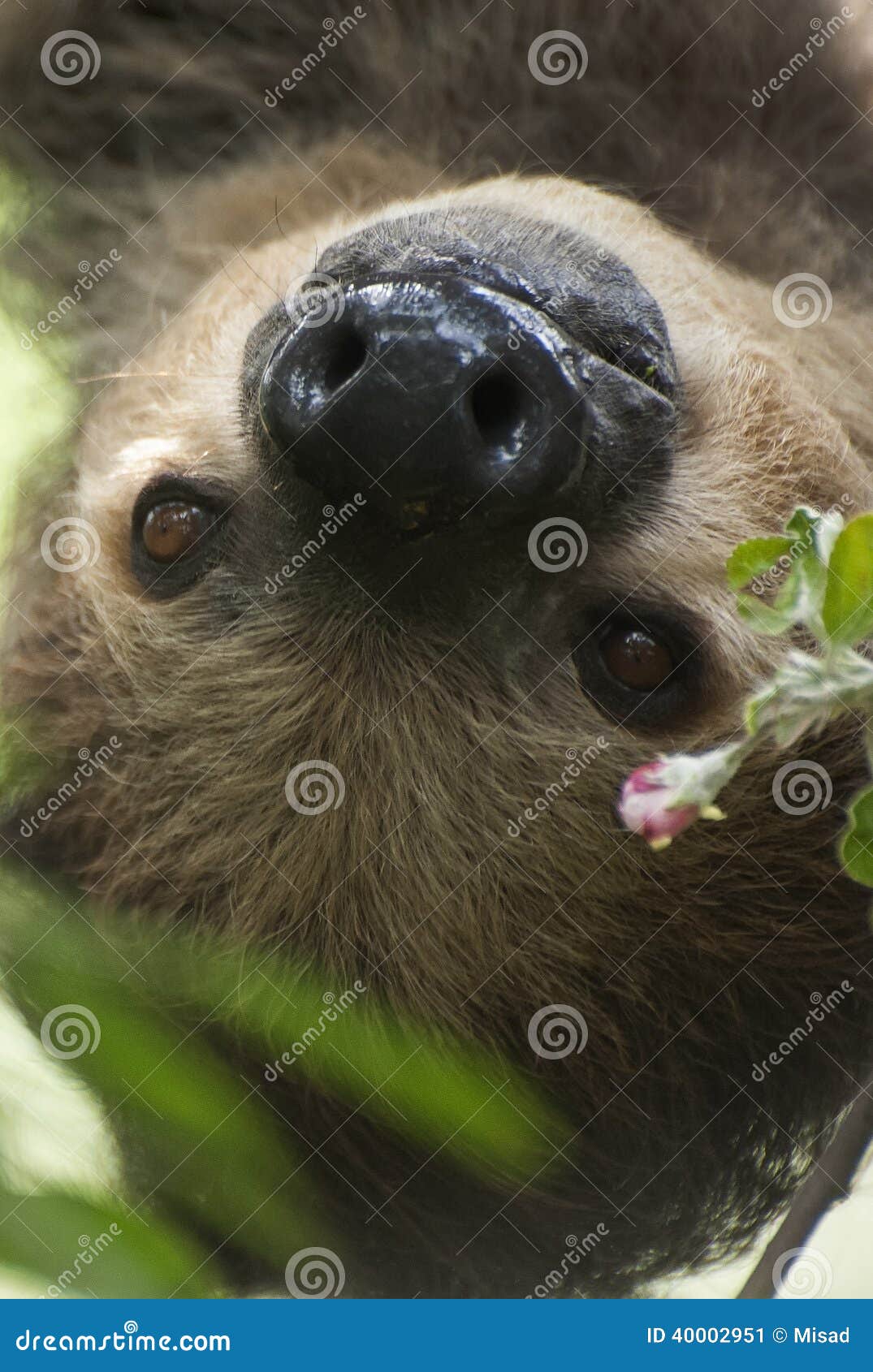 Two - toed Sloth stock image. Image of nostrils, face - 40002951