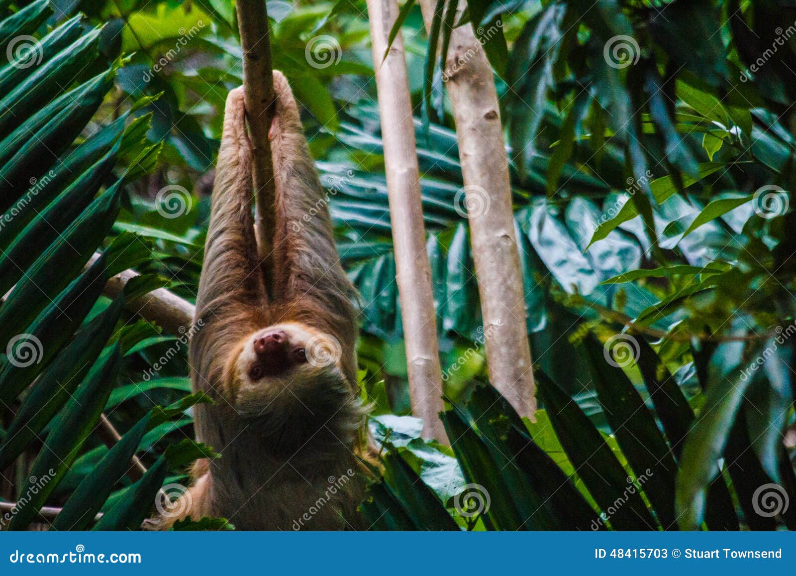 Two-Toed Sloth Hanging Around Stock Image - Image of wildlife, hanging ...