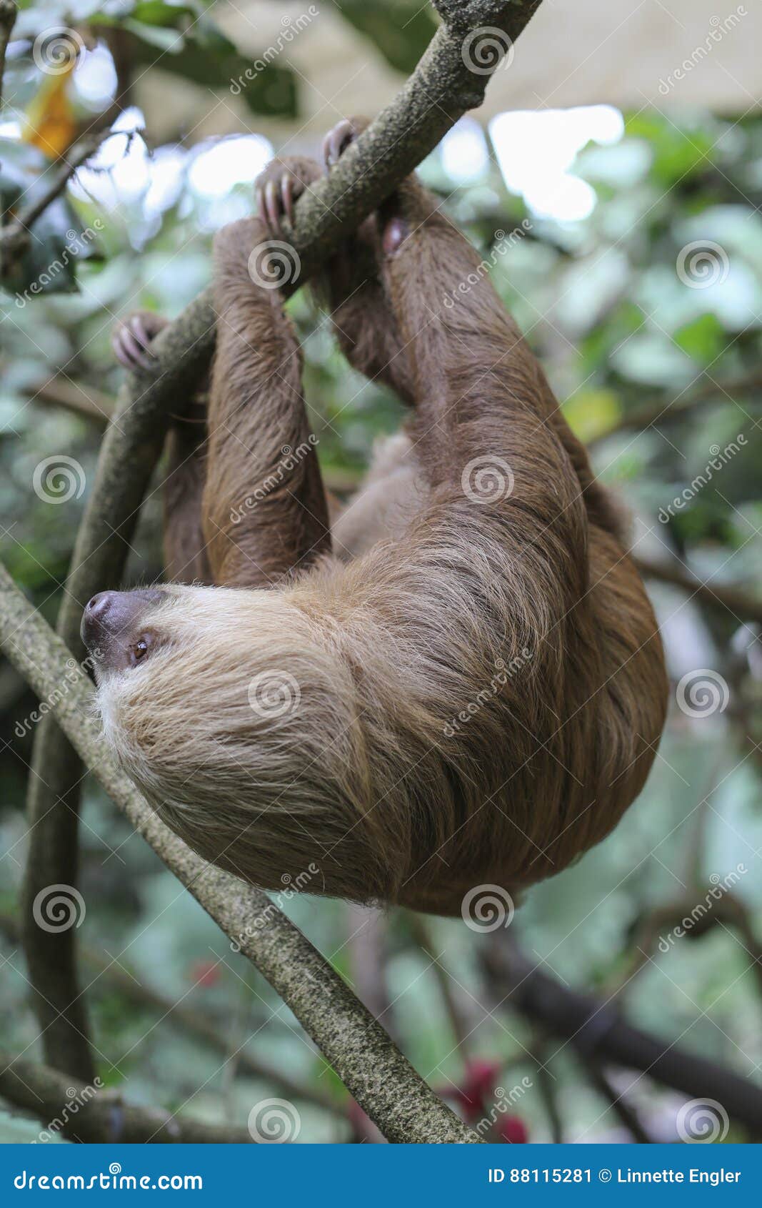 Two-toed Sloth stock image. Image of tropical, central - 88115281