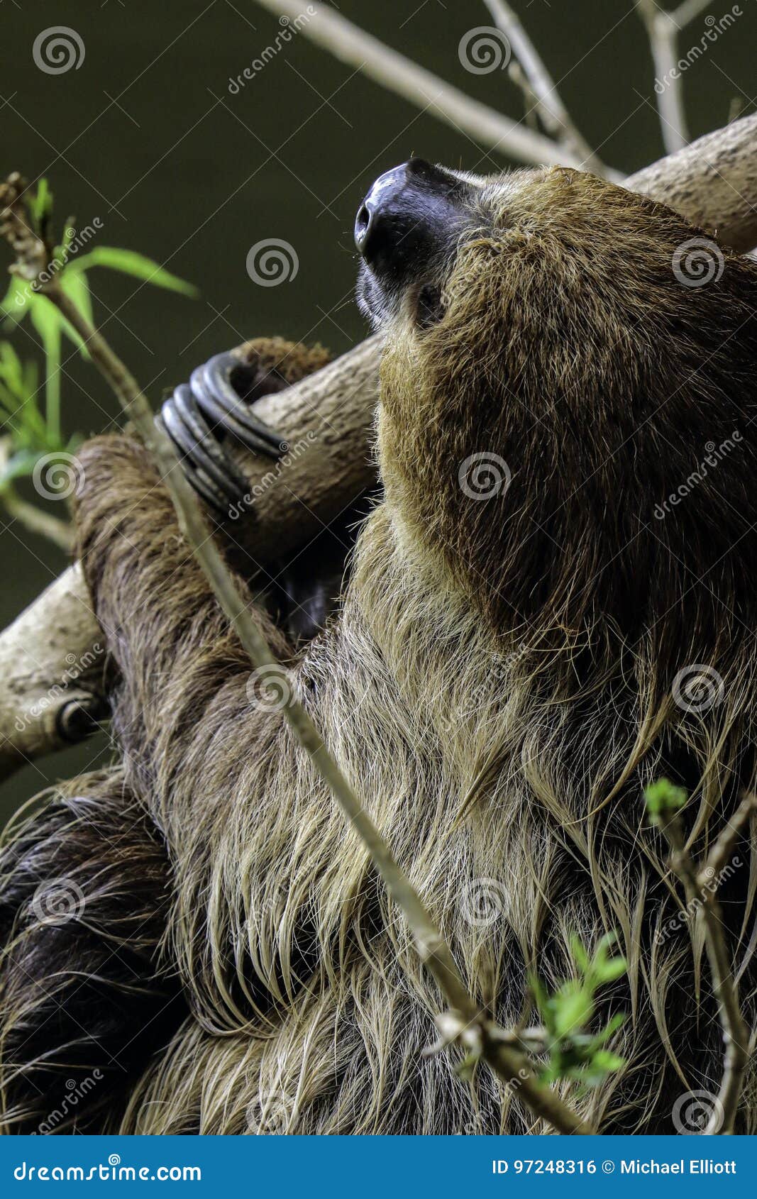 Sloth stock photo. Image of determined, hang, hanging - 97248316