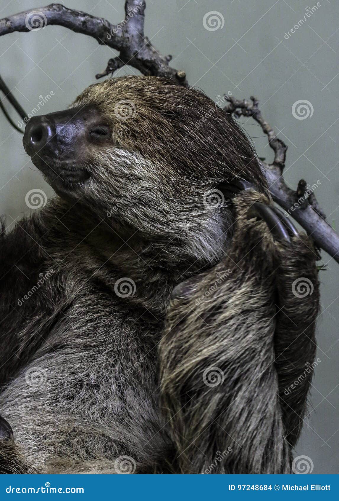 Sloth stock photo. Image of deliberate, grab, buckskinman - 97248684