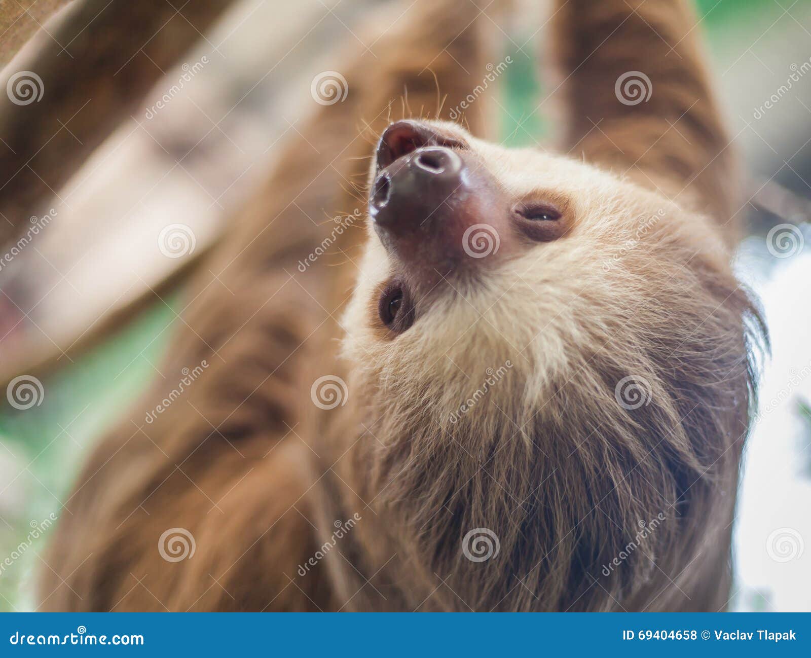 Two-toed Sloth Hanging from a Tree Stock Photo - Image of creature ...