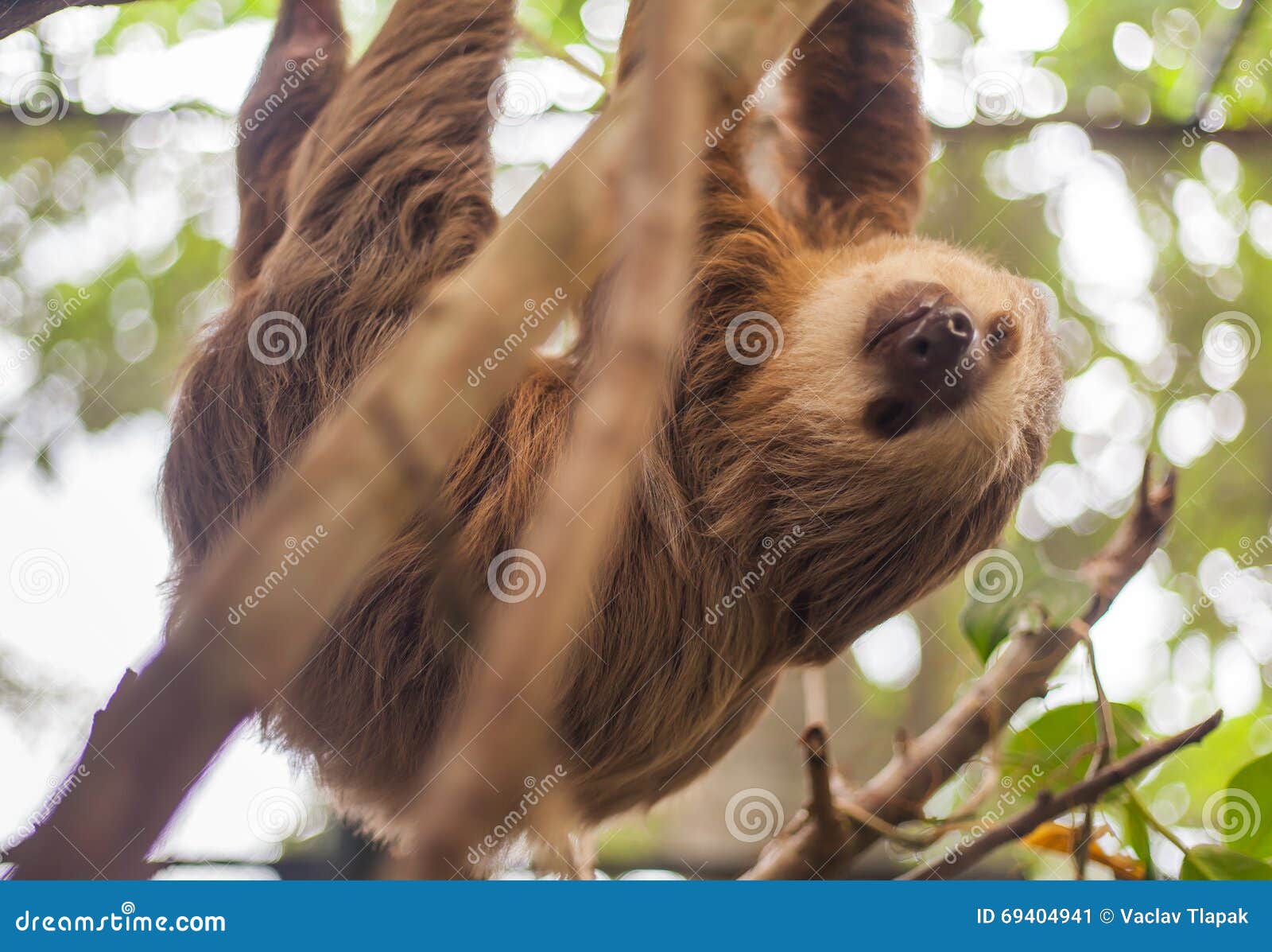 Two-toed Sloth Hanging from a Tree Stock Image - Image of lazy ...