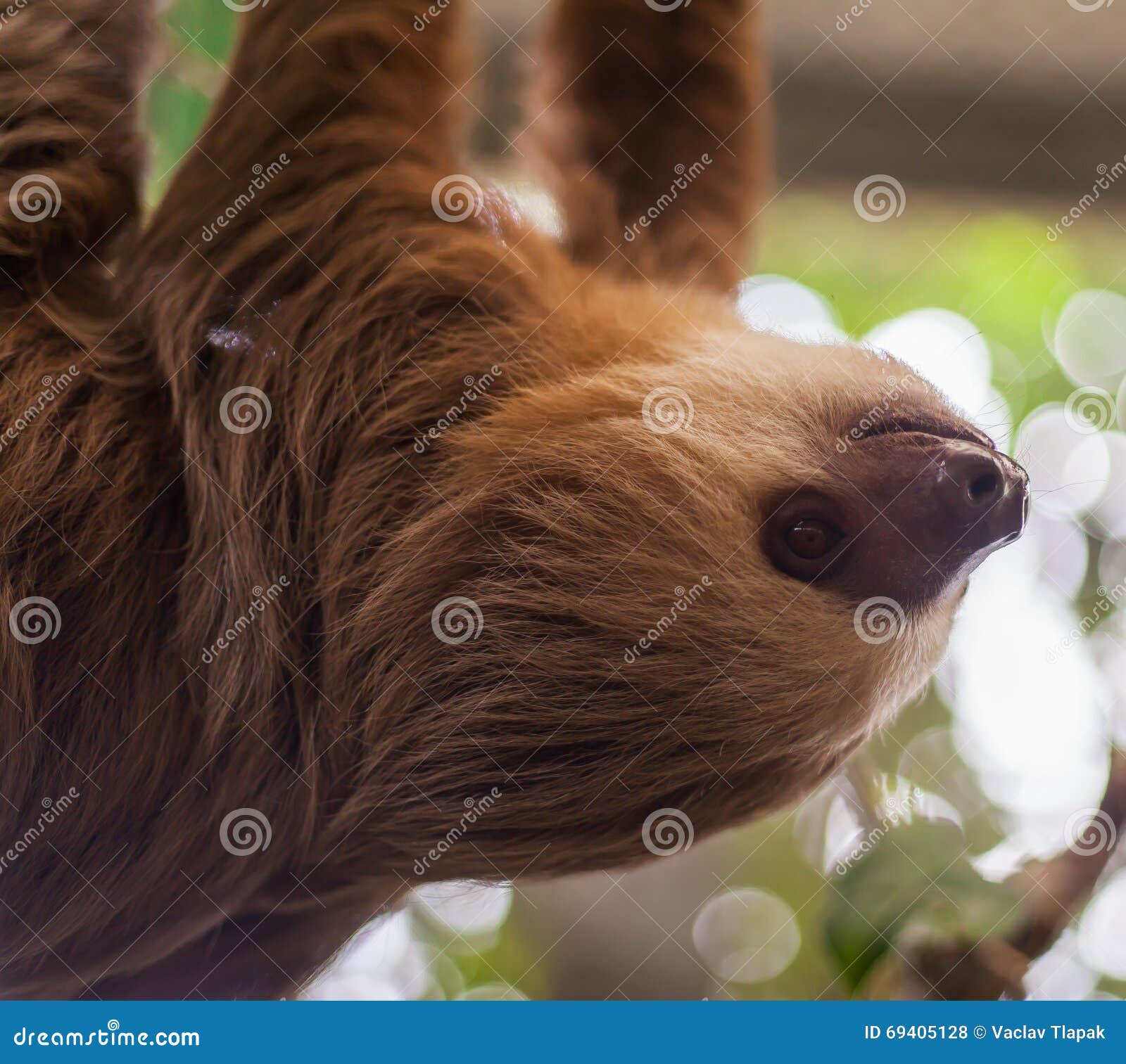 Two-toed Sloth Hanging from a Tree Stock Photo - Image of conservation ...