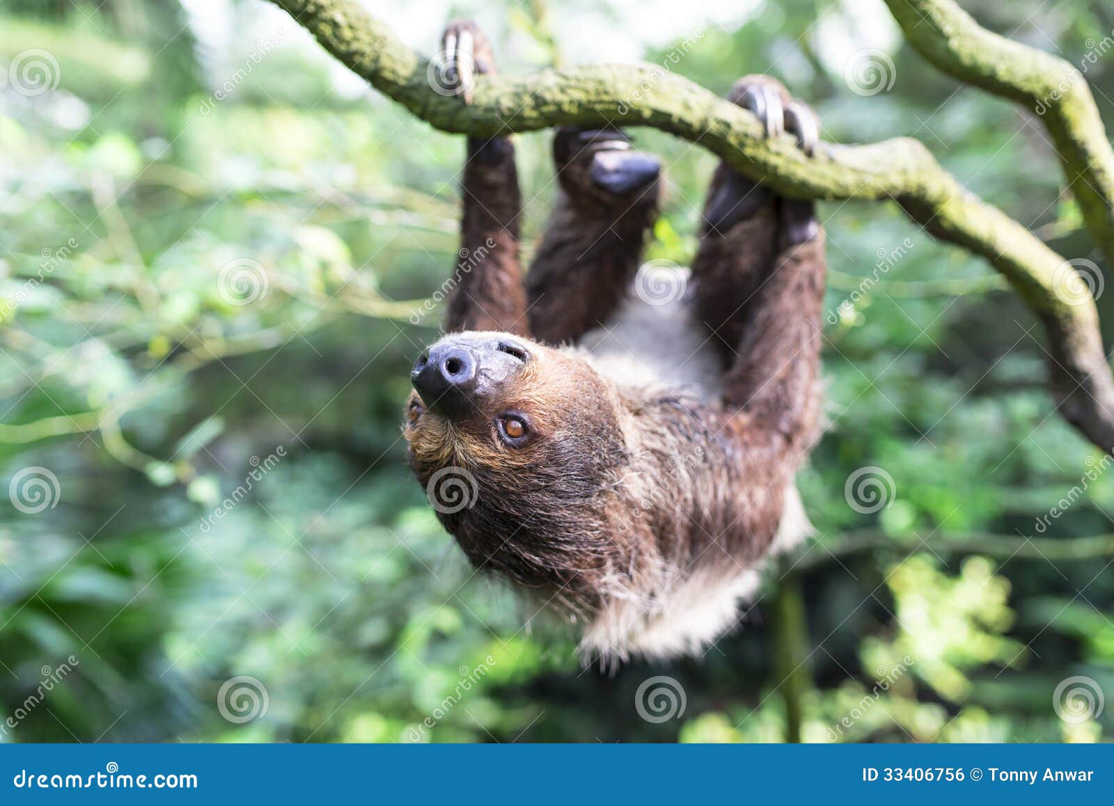 Two Toed Sloth stock photo. Image of tropical, hanging - 33406756