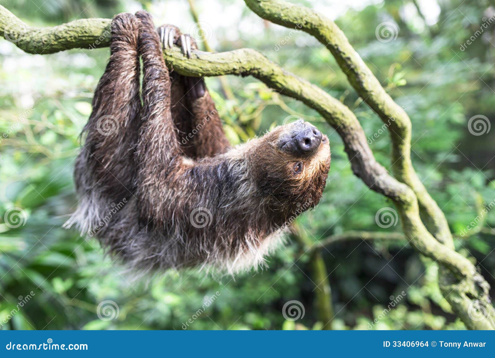 Two Toed Sloth stock photo. Image of sloth, hanging, tropical - 33406964
