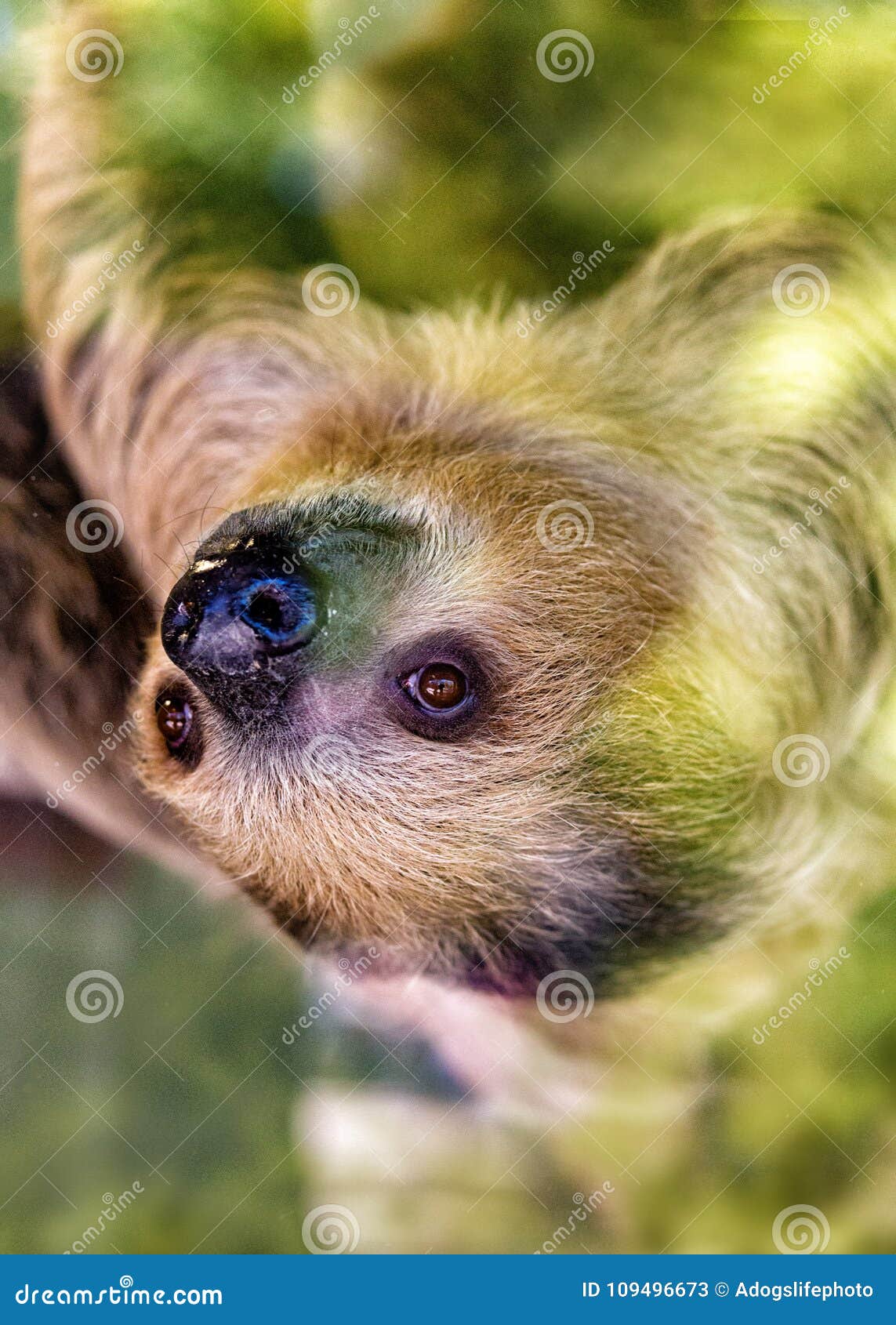 Two-toed Sloth Hanging Upside Down Stock Image - Image of animal, tree ...