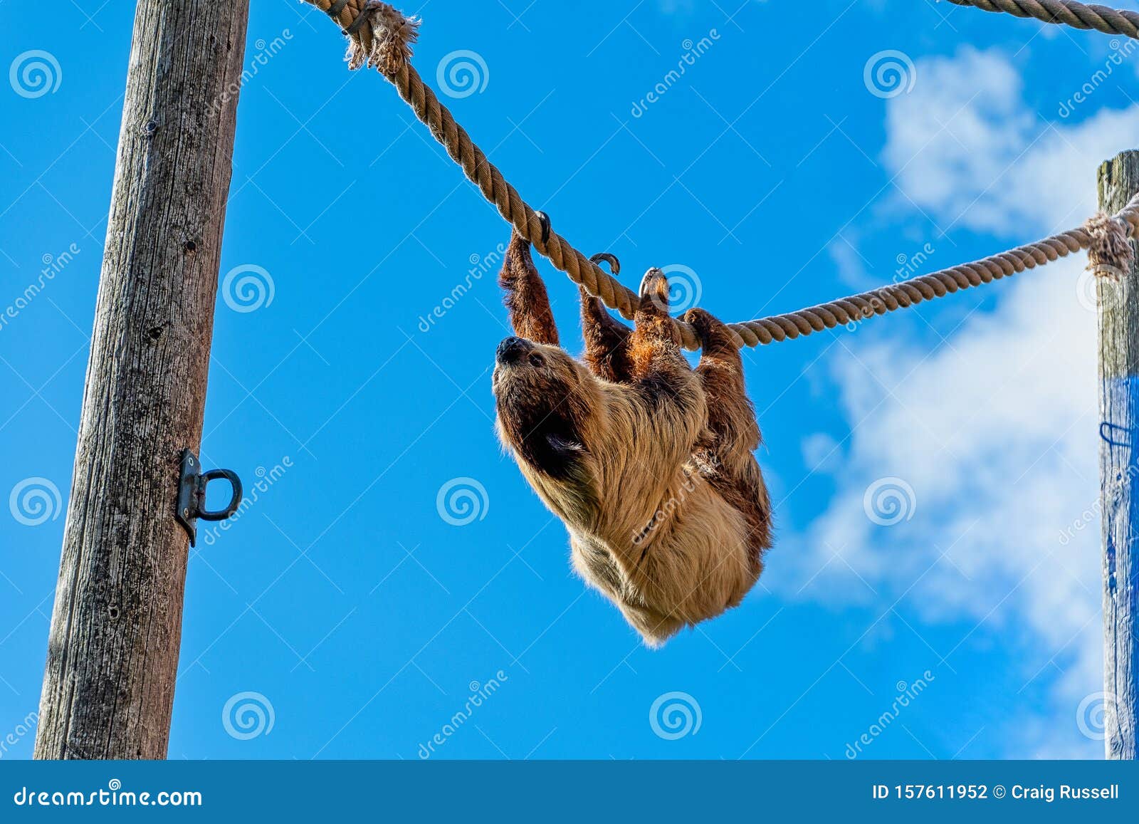 Two Toed Sloth Hanging Upside Down while Walking Along a Rope Stock ...