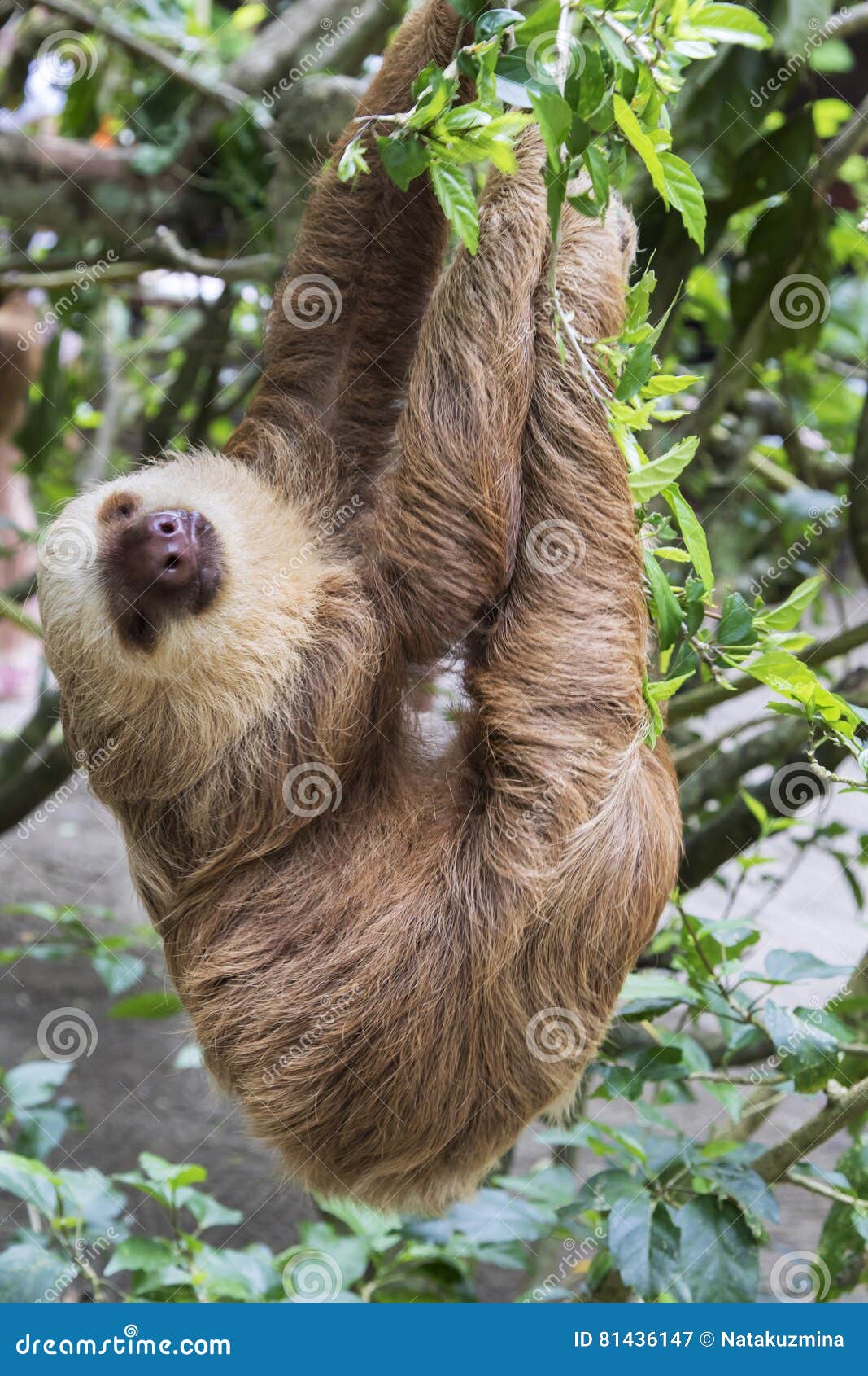 Sloth Eating Leaves