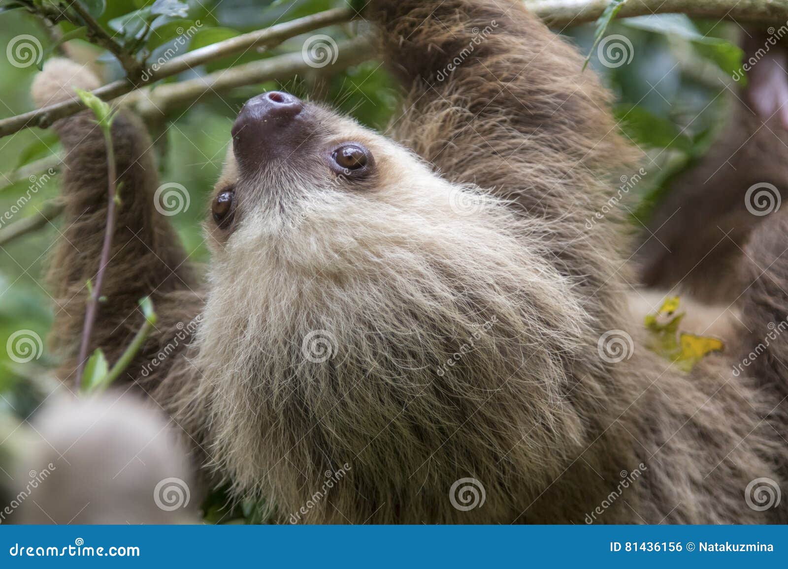 Two-toed sloth stock photo. Image of talamanka, baby - 81436156