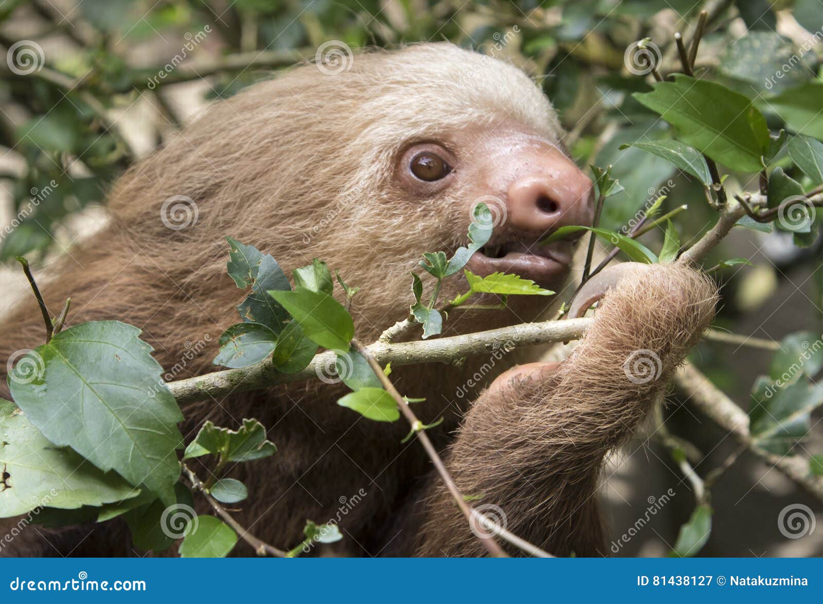 Hoffmann`s Two-toed Sloth Choloepus Hoffmanni Stock Photography ...