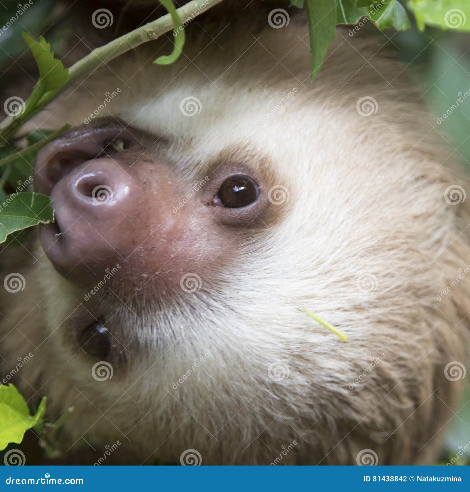 Sloths Eating Leaves