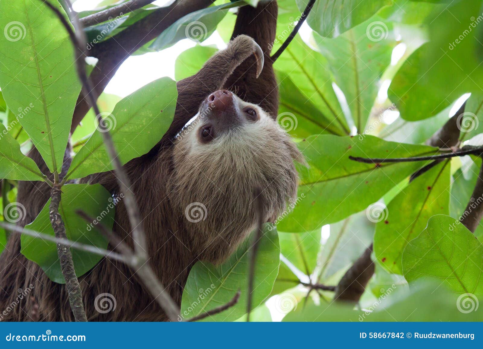 Two toed sloth. stock photo. Image of jungle, nature - 58667842