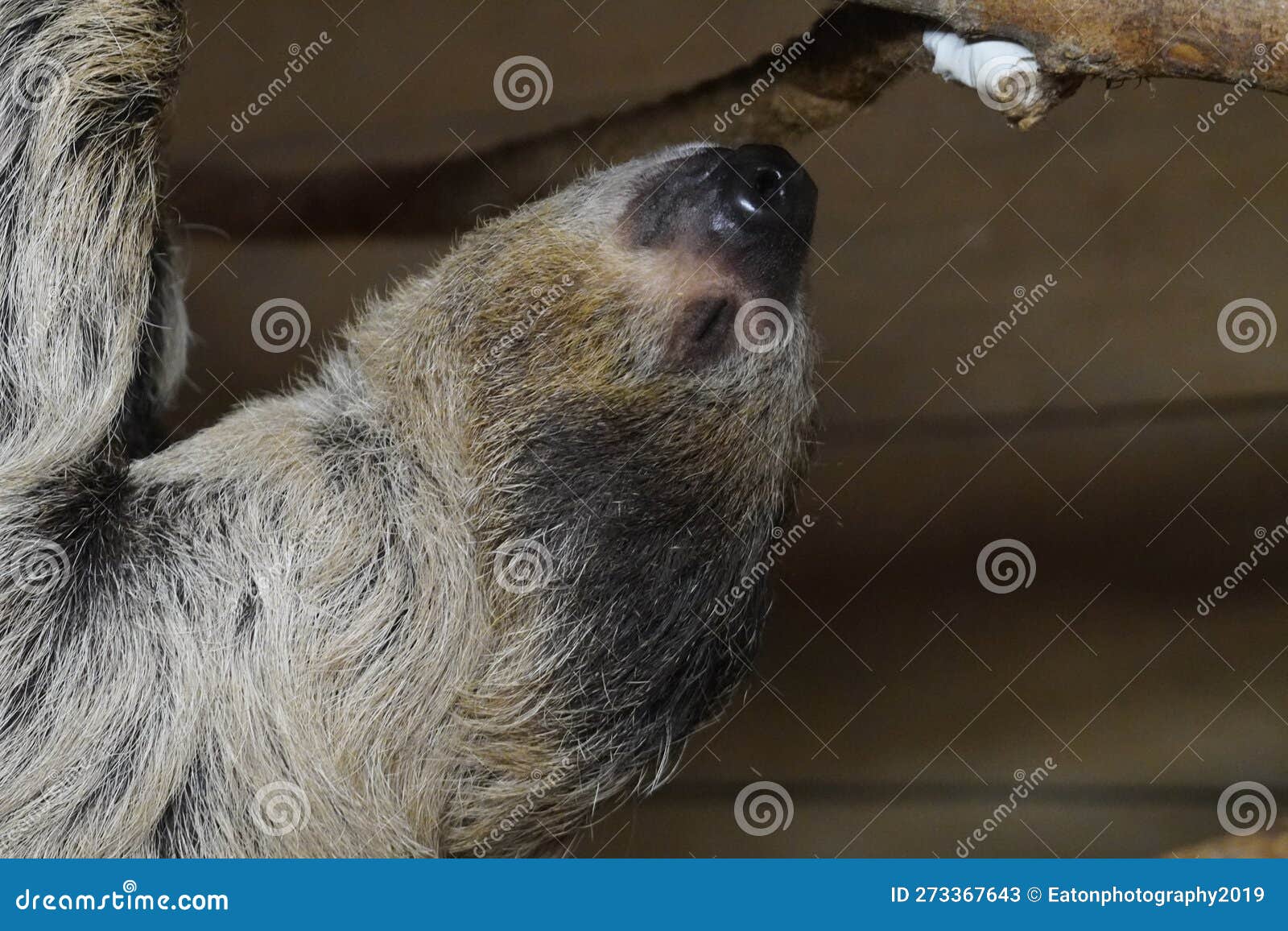 Two toed sloth looking out stock image. Image of mylodontoidea - 273367643