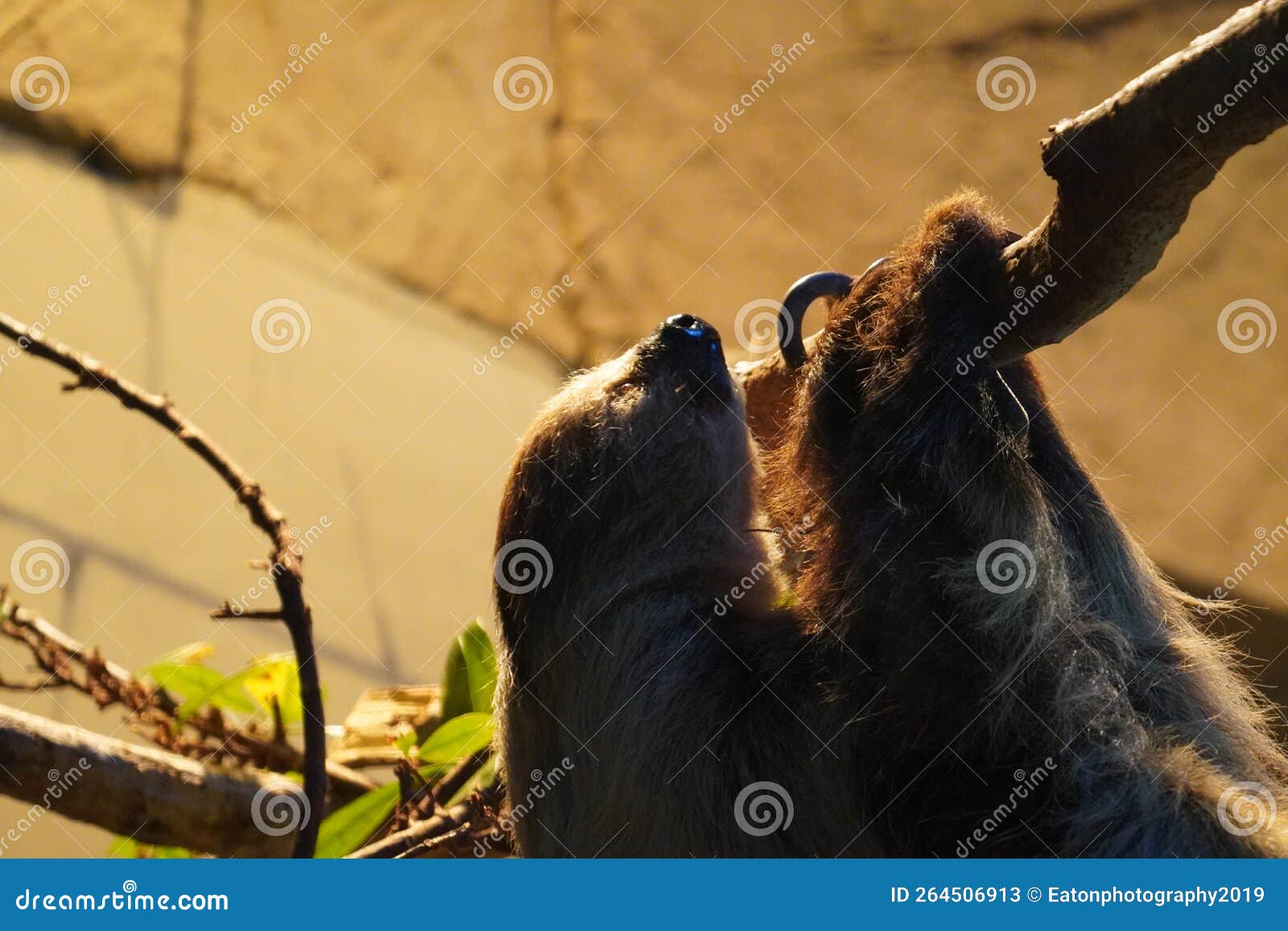 Two toed sloth looking out stock image. Image of sloths - 264506913