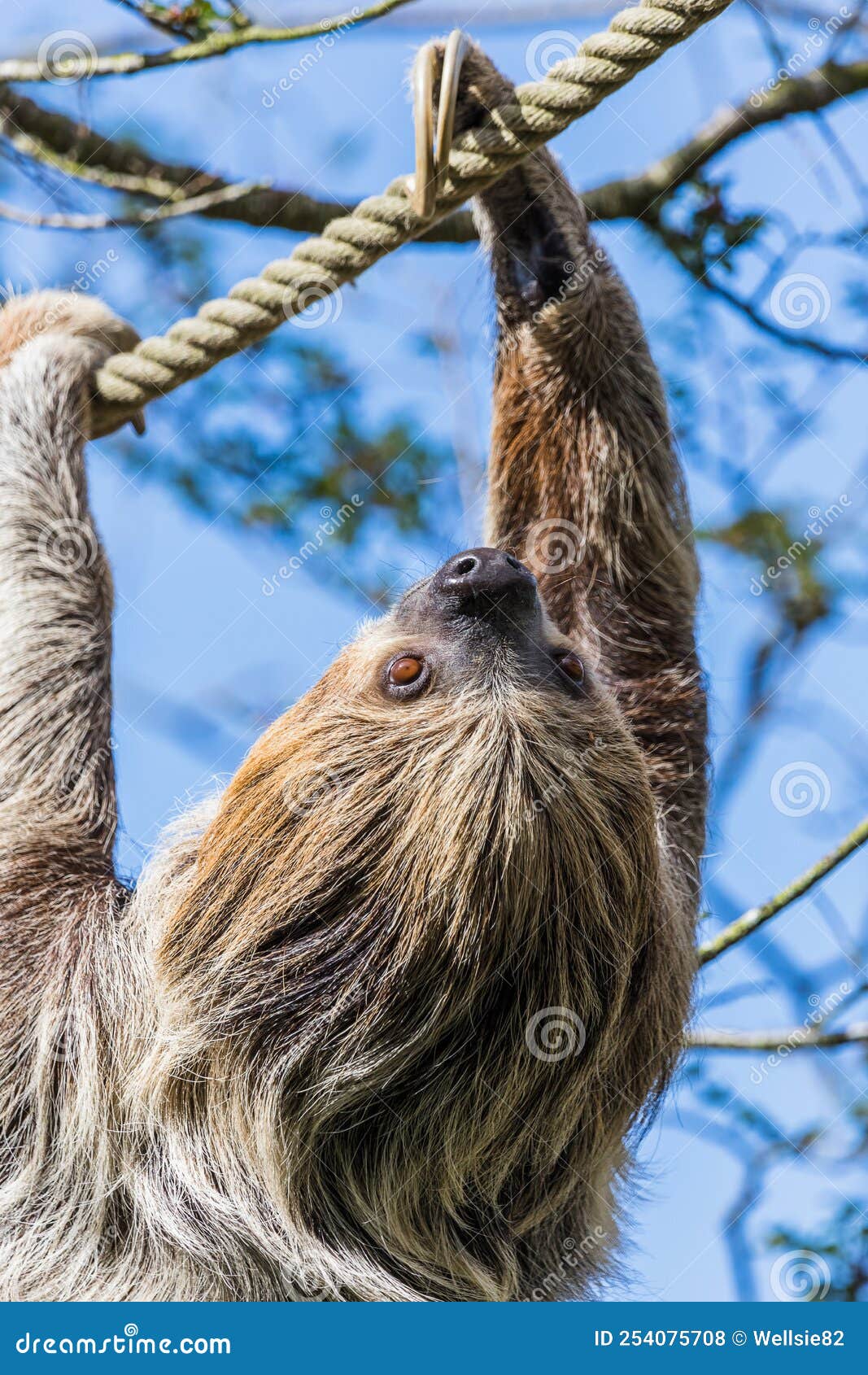 Two-toed Sloth Moving Along a Rope Stock Photo - Image of inverted ...