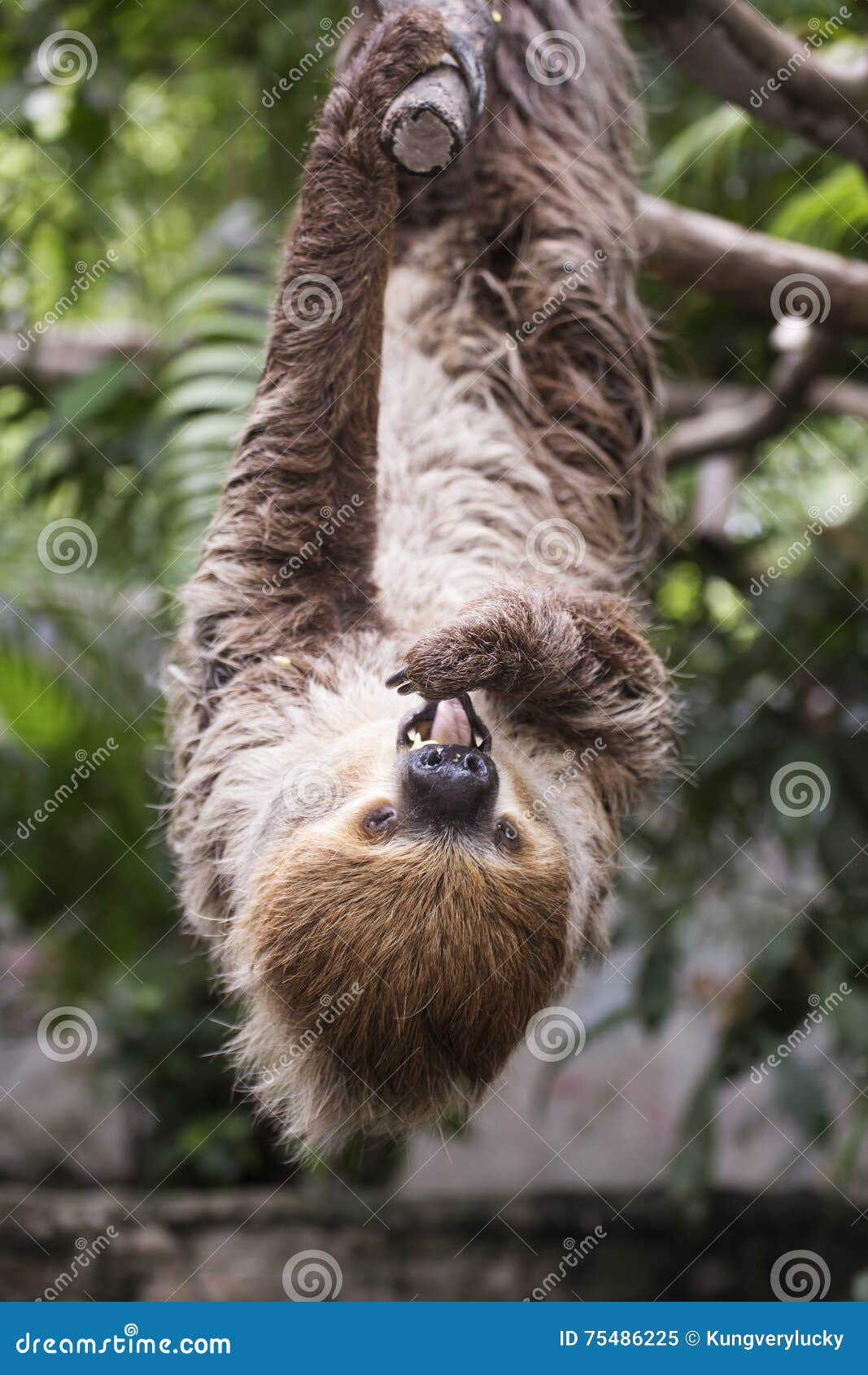 Sloth Sticking Out Tongue