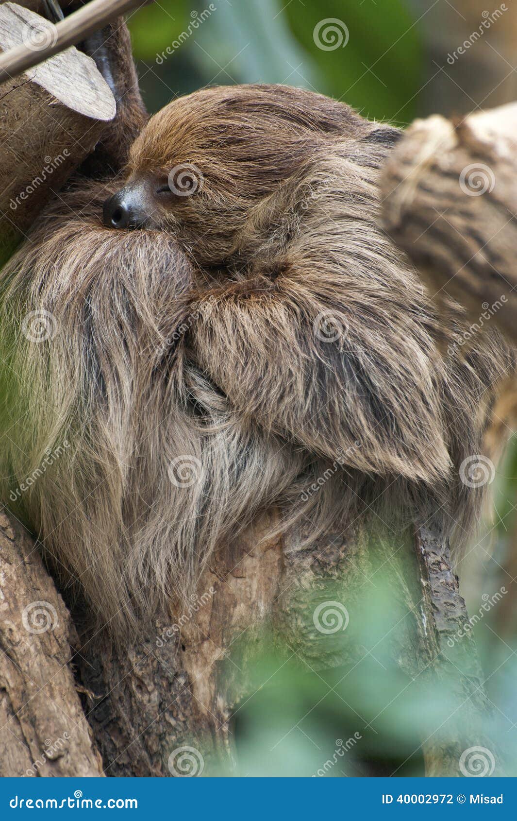 Two - toed Sloth stock photo. Image of funny, hair, nose - 40002972