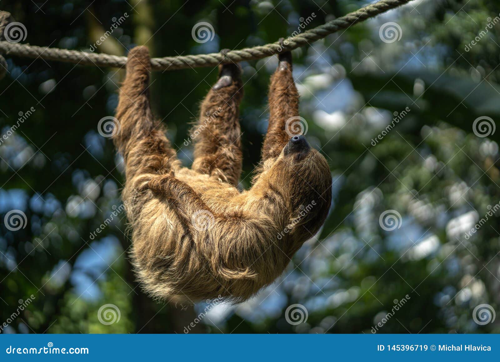 Two-toed Sloth sleeping stock image. Image of rope, sloth - 145396719