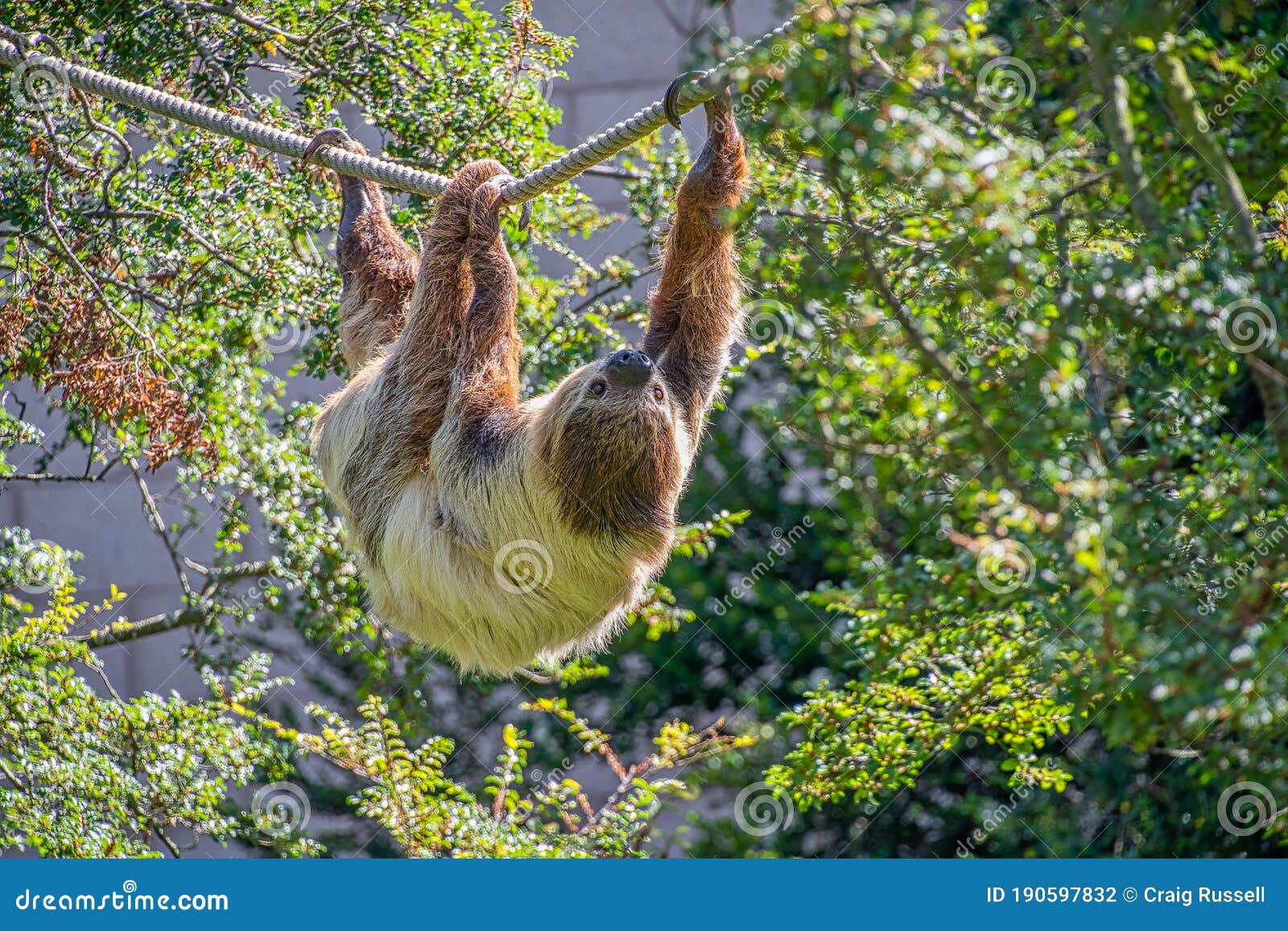 Two toed sloth stock photo. Image of slow, linnaeus - 190597832