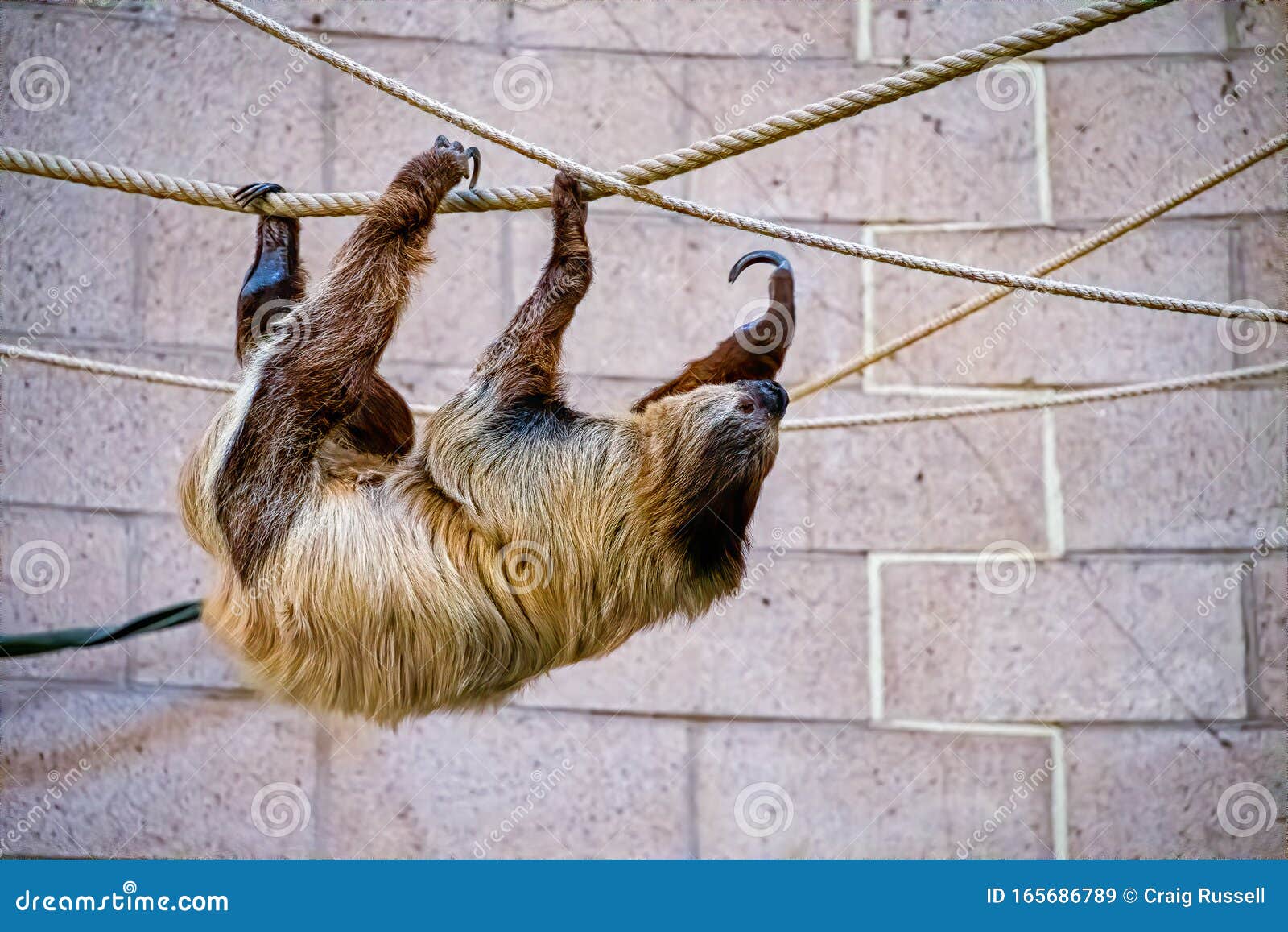 Two Toed Sloth on Some Rope Stock Image - Image of forest, rica: 165686789