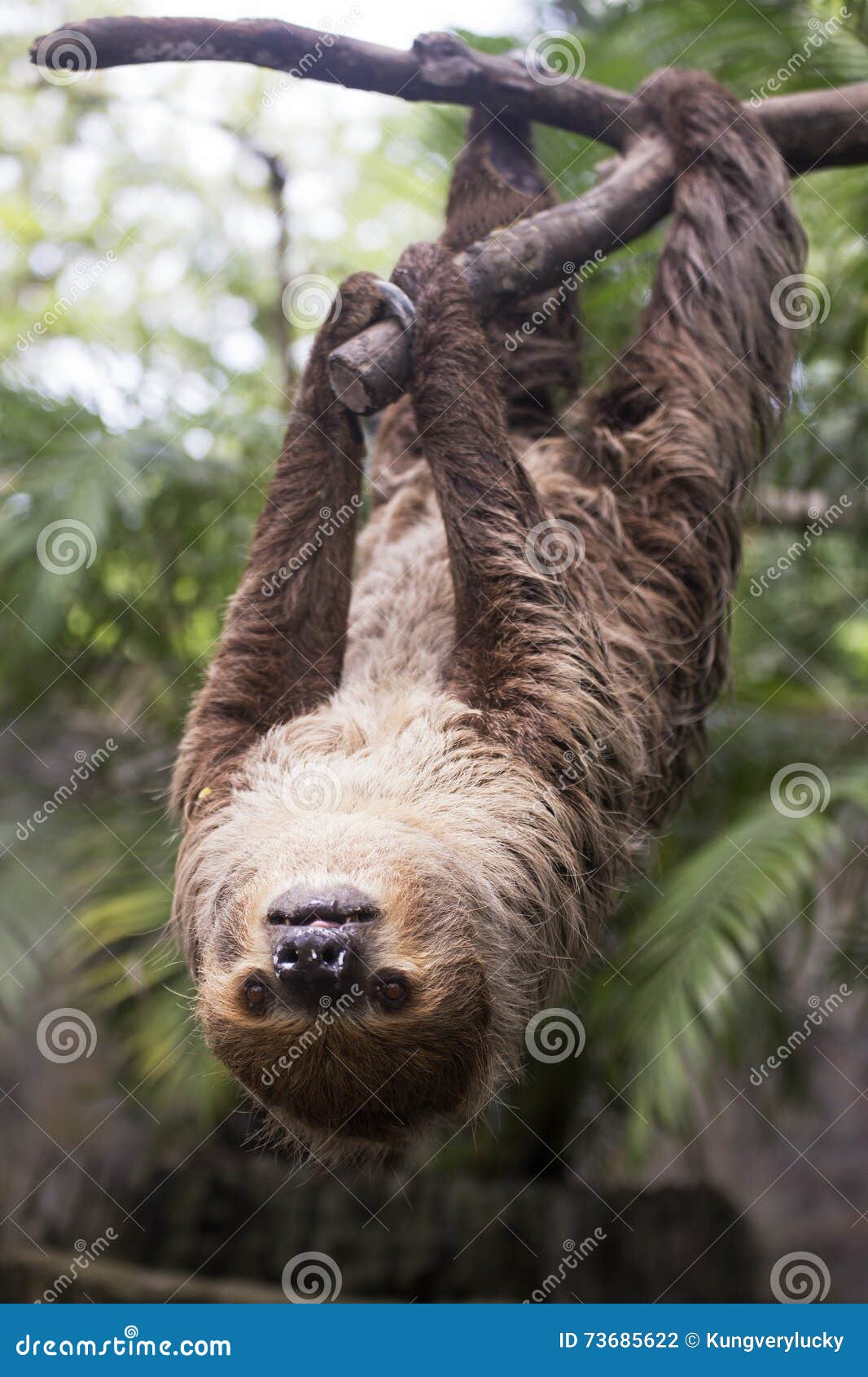 Two-toed sloth on the tree stock photo. Image of concepts - 73685622