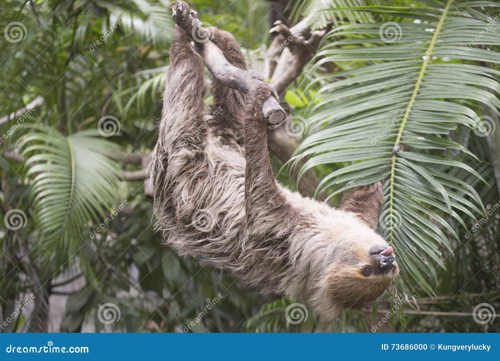 Two-toed sloth on the tree stock photo. Image of jungle - 73686000
