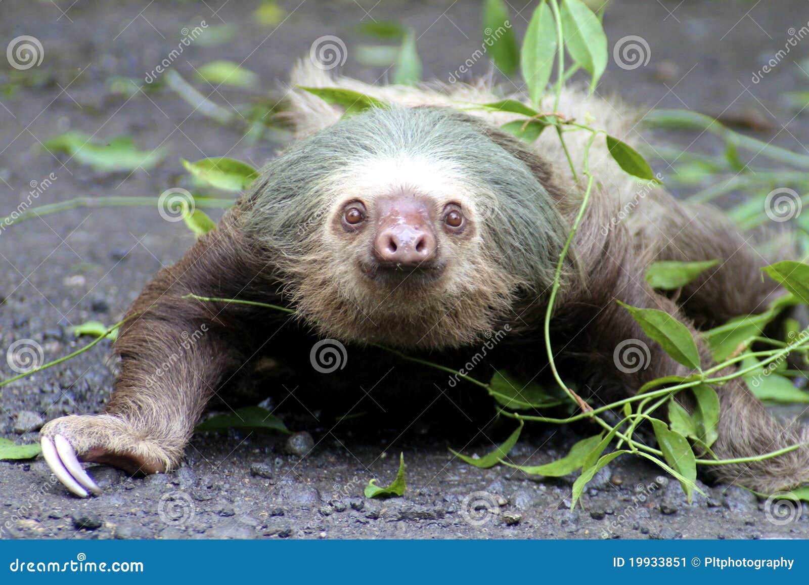 Sloths Crawling