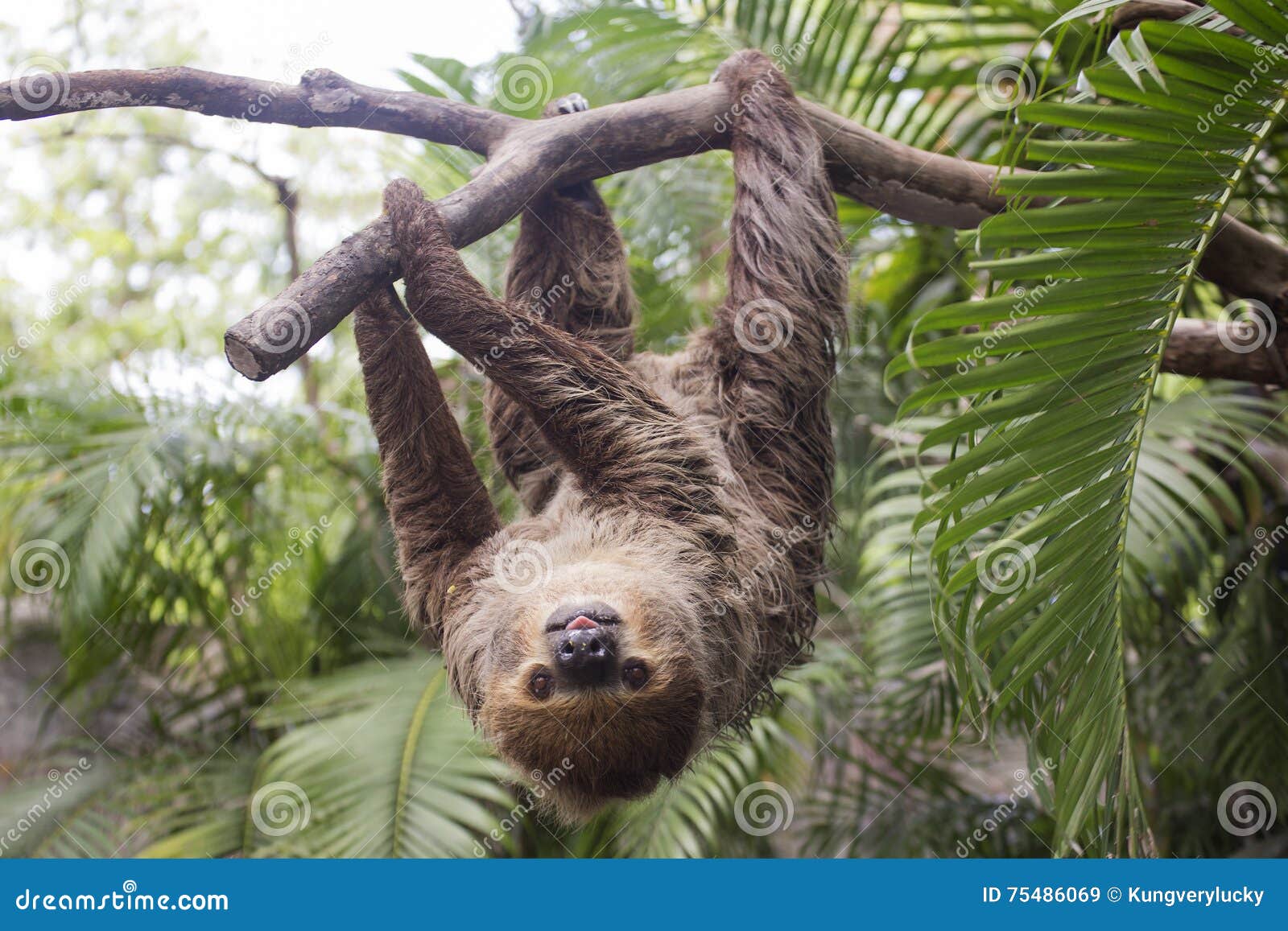 Two-toed sloth stock image. Image of sloth, central, hoffmanni - 75486069