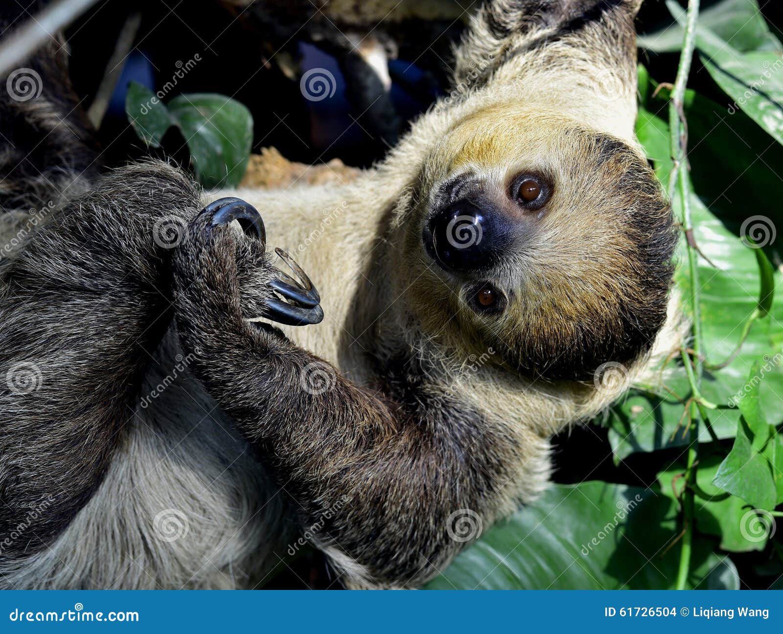 Two-toed sloths stock photo. Image of look, illustrations - 61726504
