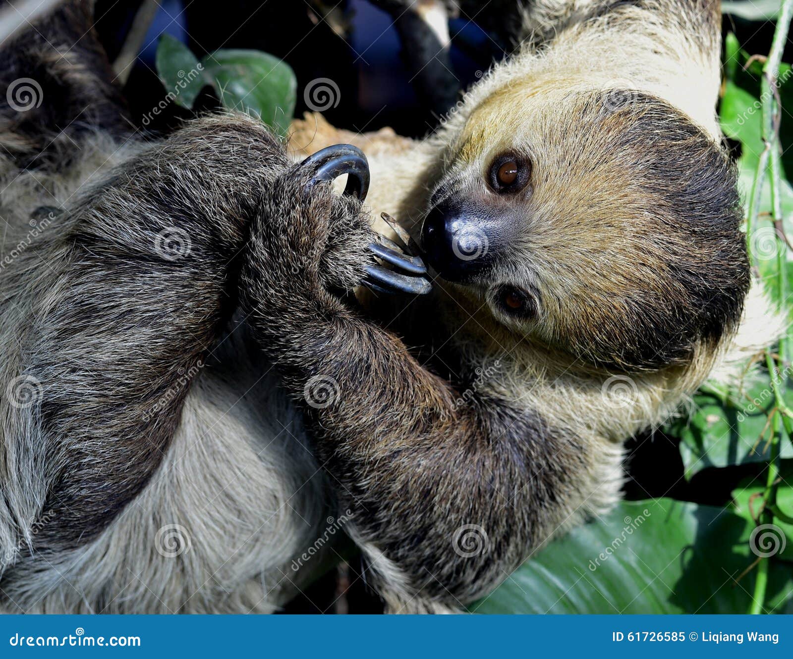 Two-toed sloths stock image. Image of eyes, animals, amusement - 61726585