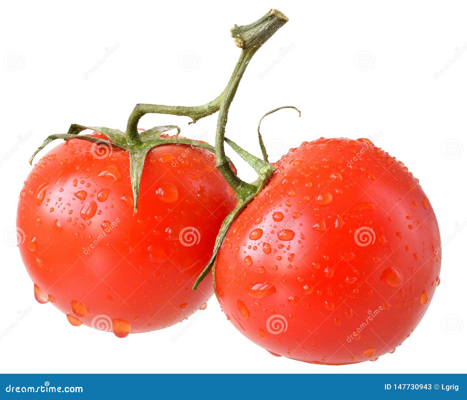Two Tomato on Branch Isolated Stock Image - Image of vegetarian, ripe ...