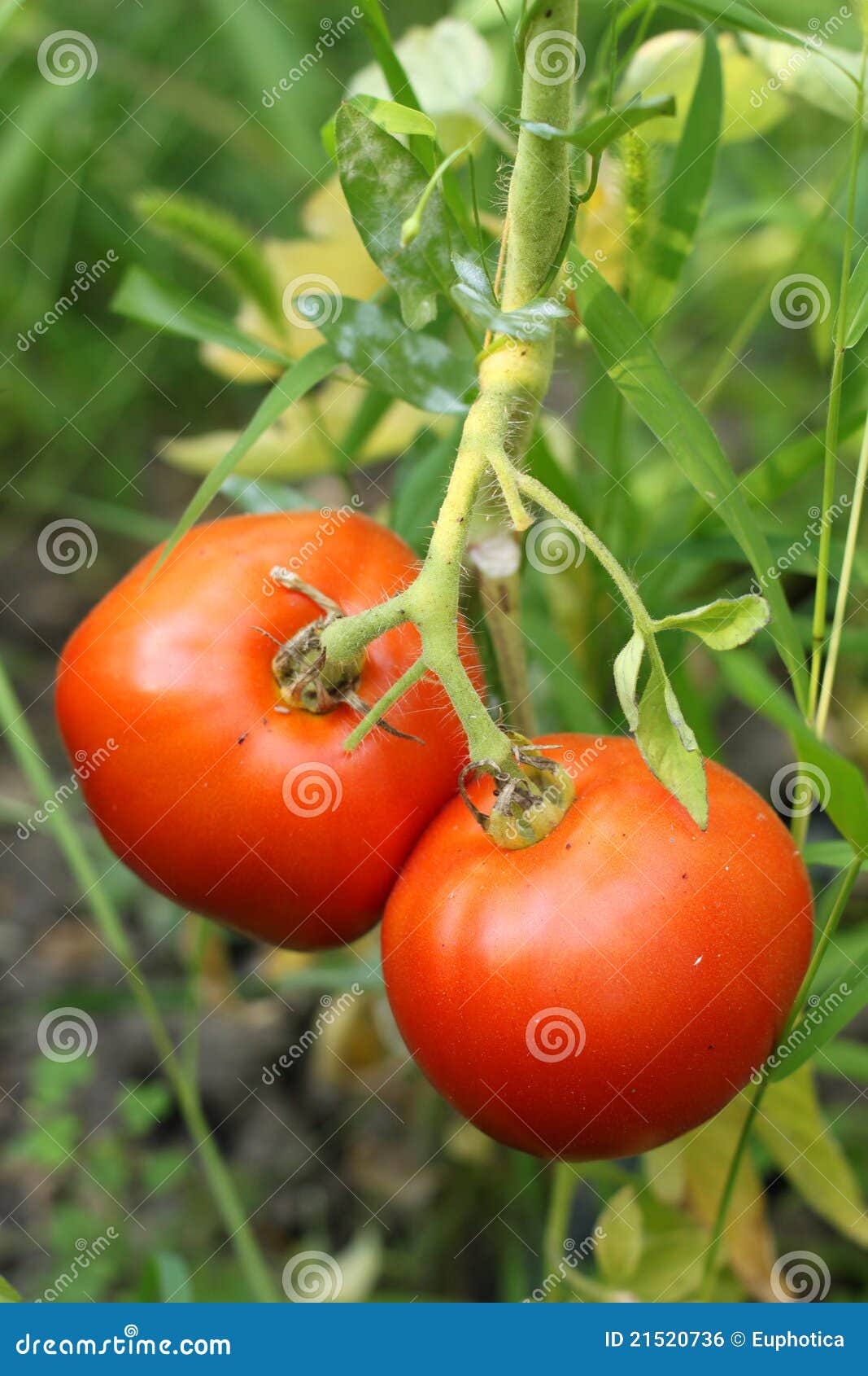 Two Tomatoes stock photo. Image of ripe, fresh, tomato - 21520736
