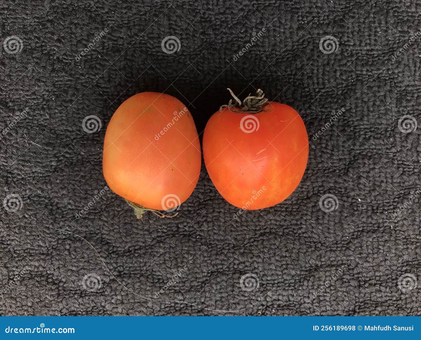 Two Tomatoes on a Dark Background Stock Photo - Image of italiaans ...